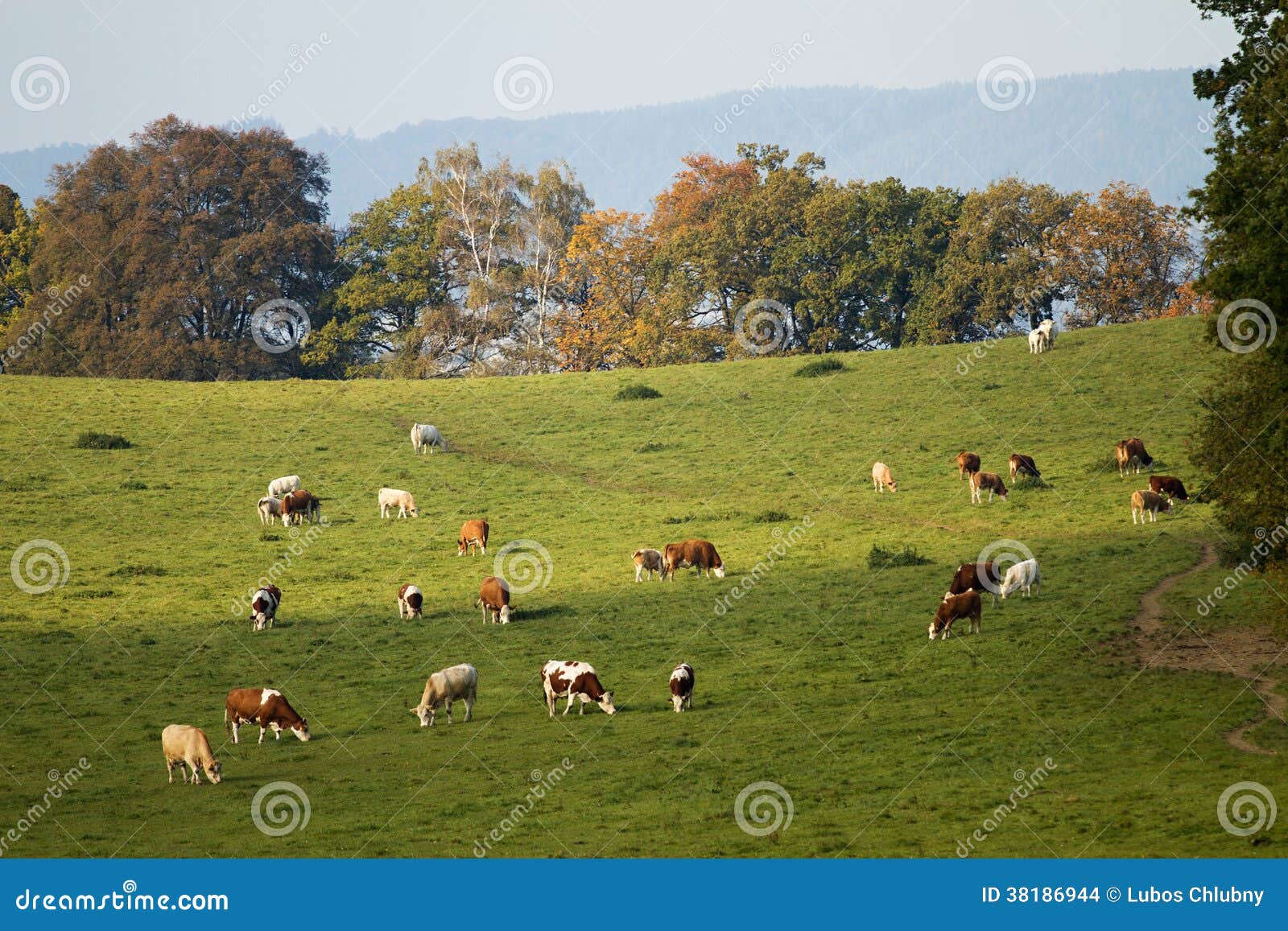 Cows on pasture stock photo. Image of country, graze - 38186944