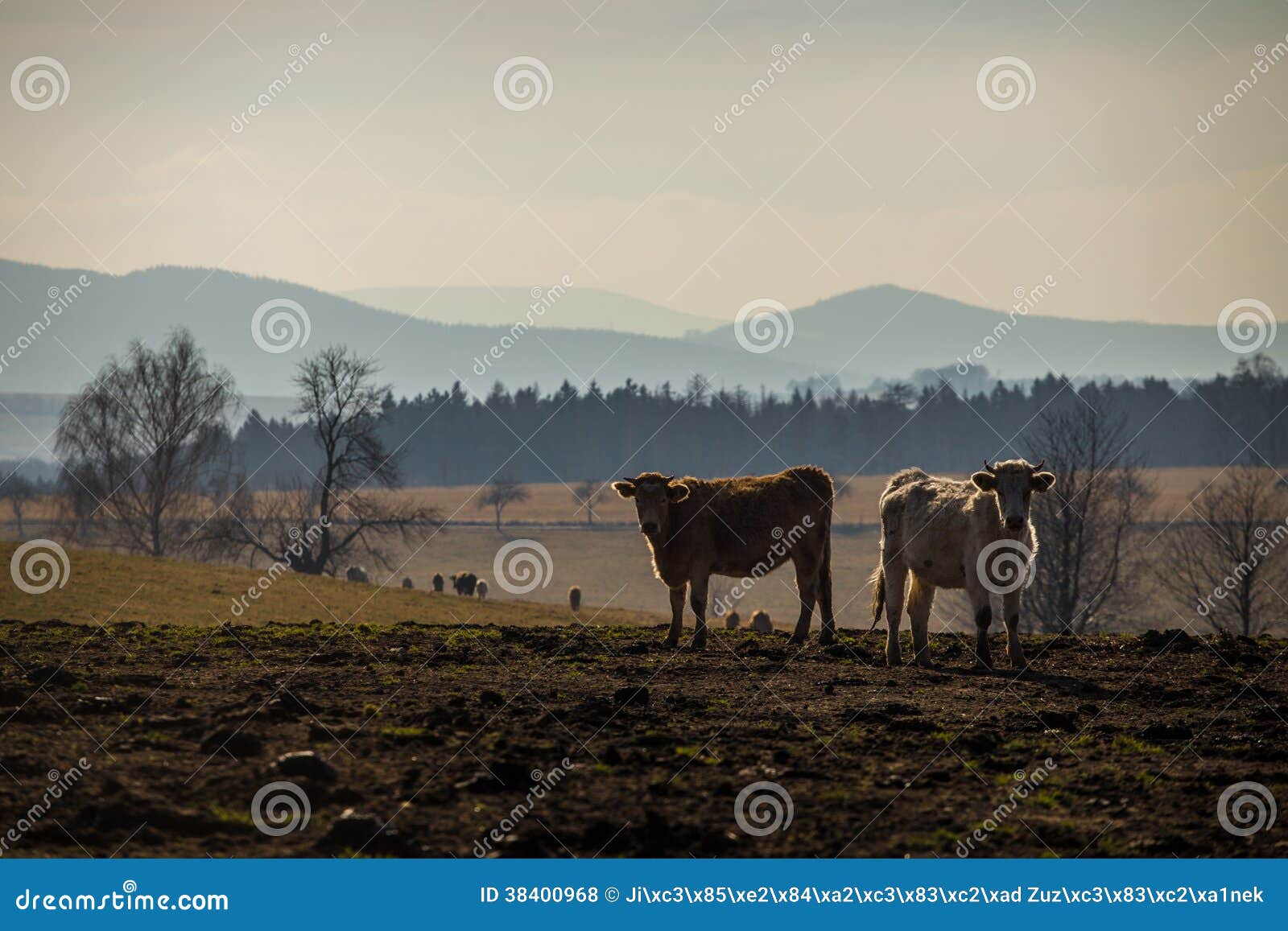 Cows on pasture stock photo. Image of grazing, farming - 38400968