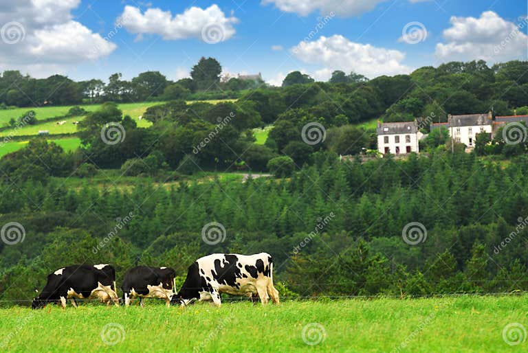 Cows in a pasture stock image. Image of feeding, animal - 3912139
