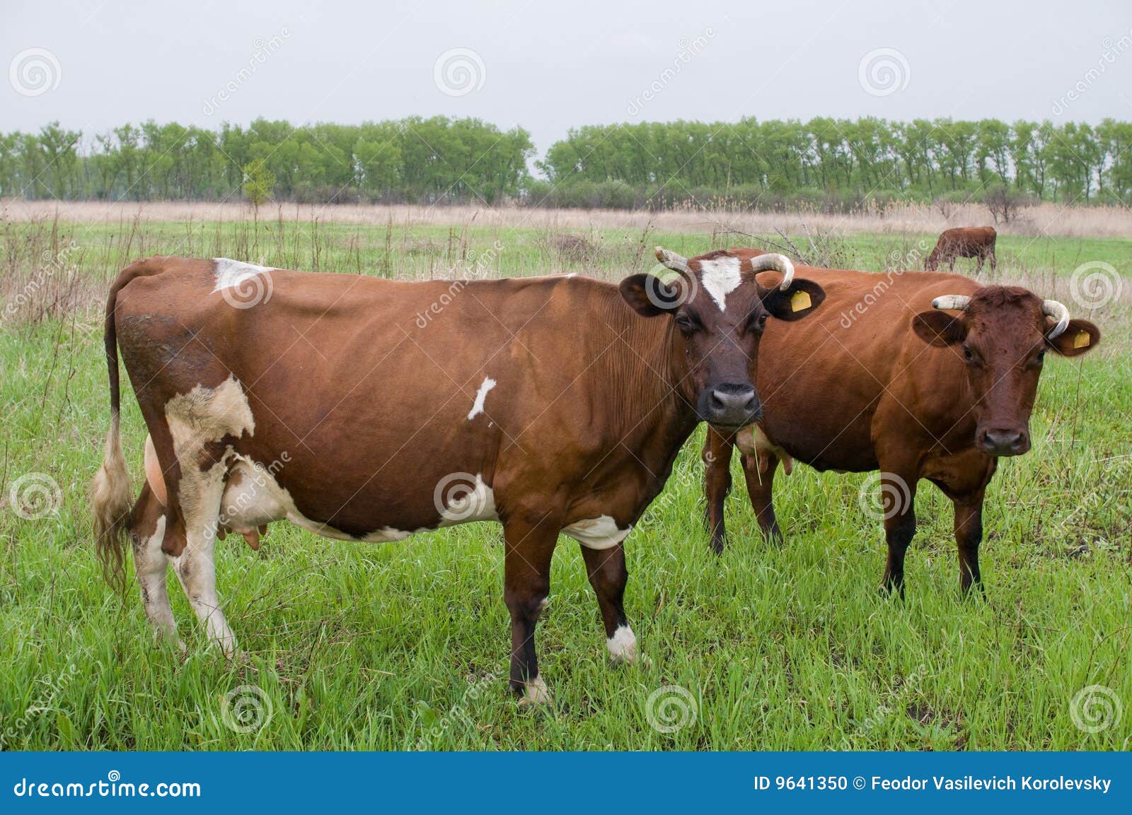 Cows on a pasture. stock photo. Image of farm, meadow - 9641350