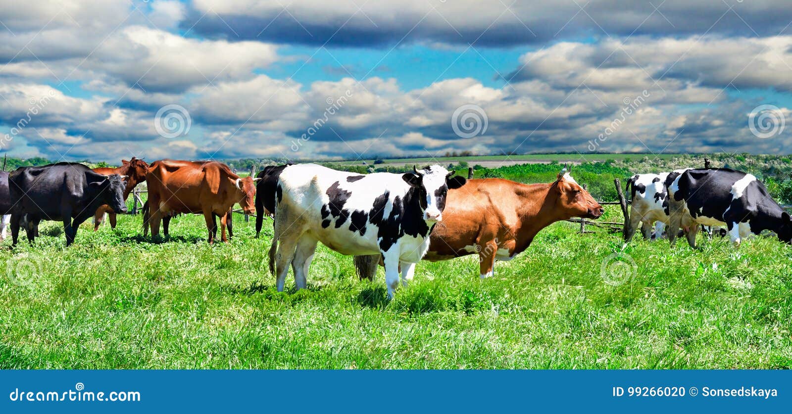 Cows Pasture Stock Photos - Download 40,063 Royalty Free Photos