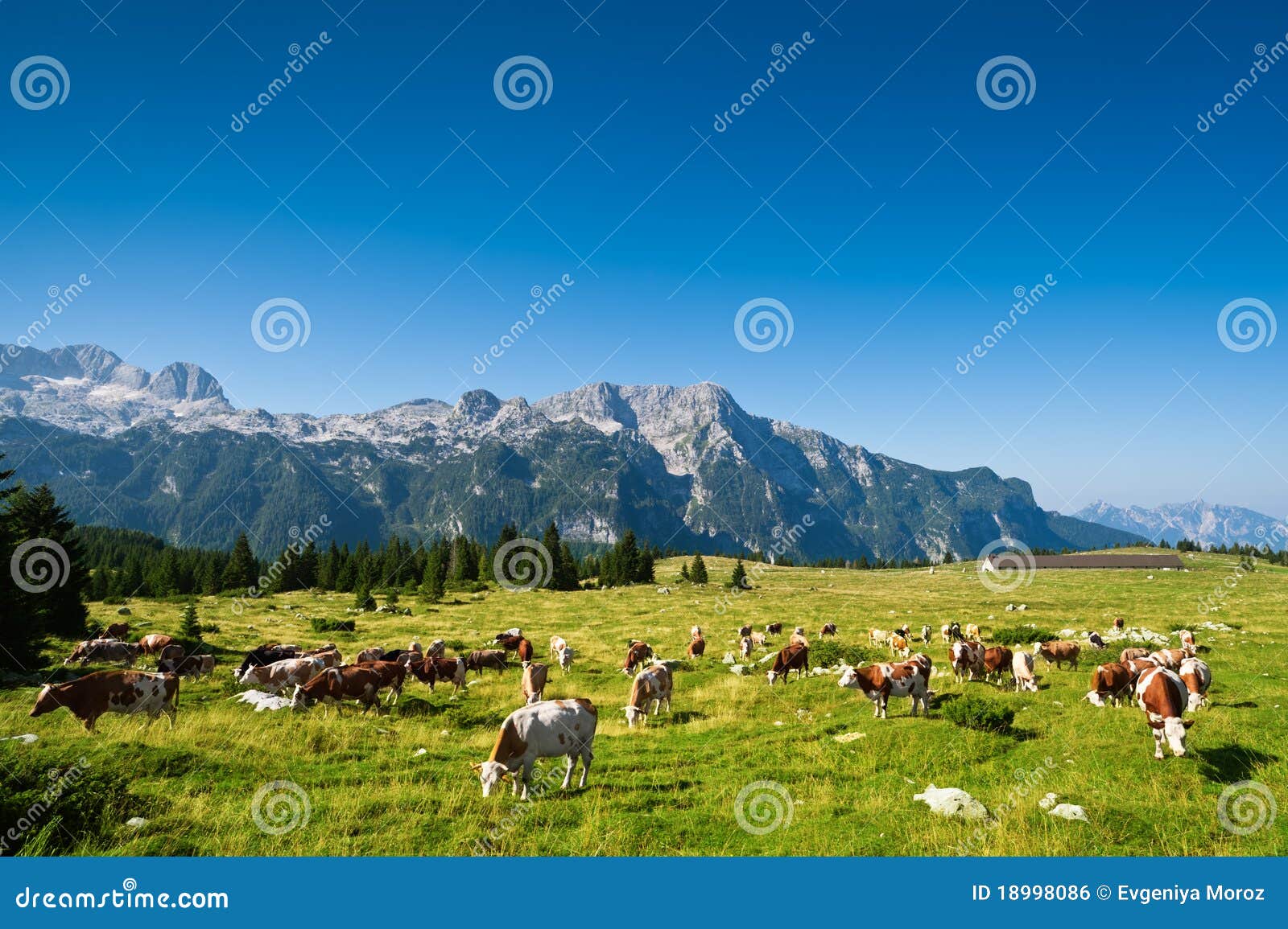 Cows on Pasture in Beautiful Mountain Meadow Stock Photo - Image of ...