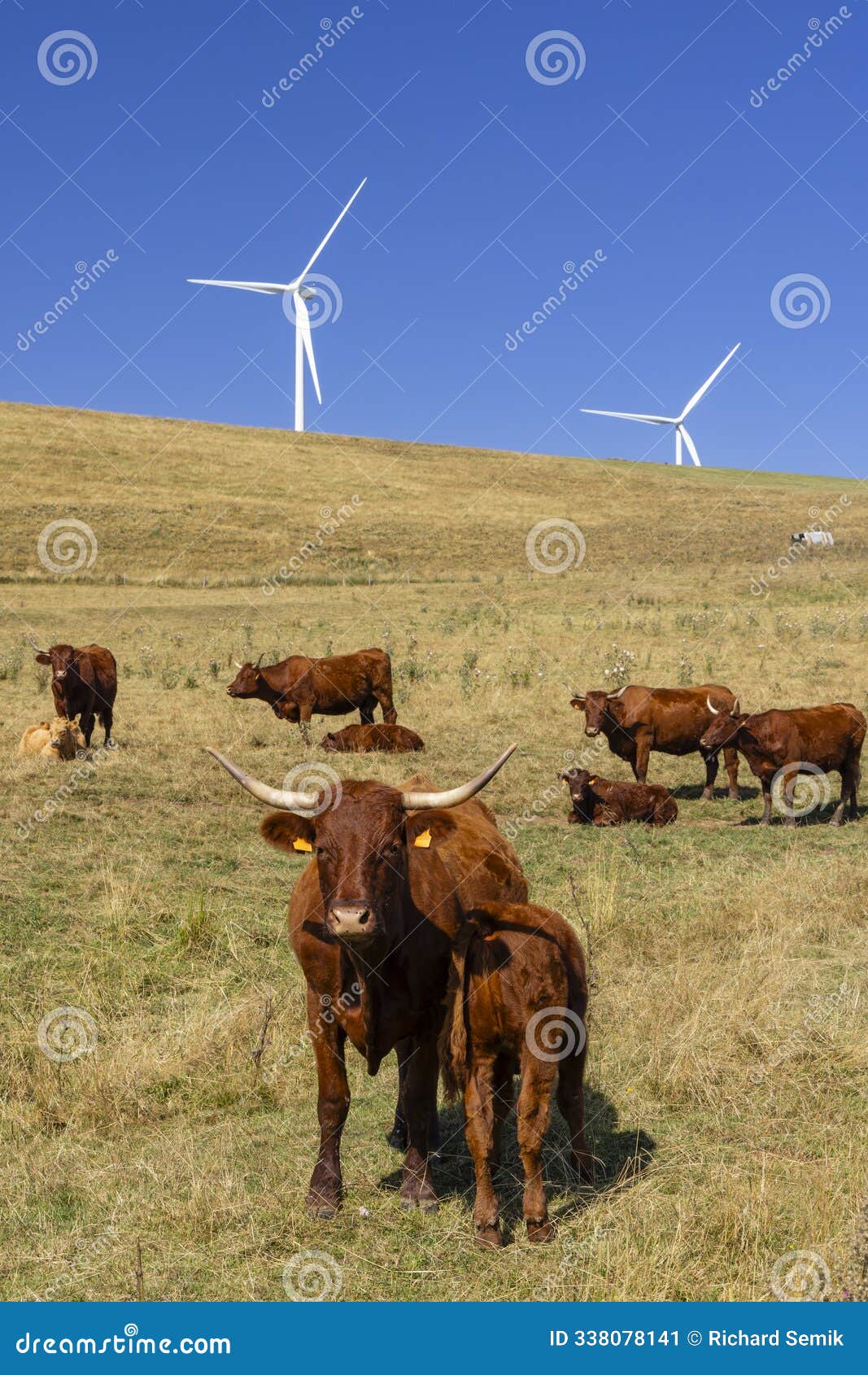 Cows in the Pasture and Behind Them are Wind Turbines Stock Image ...