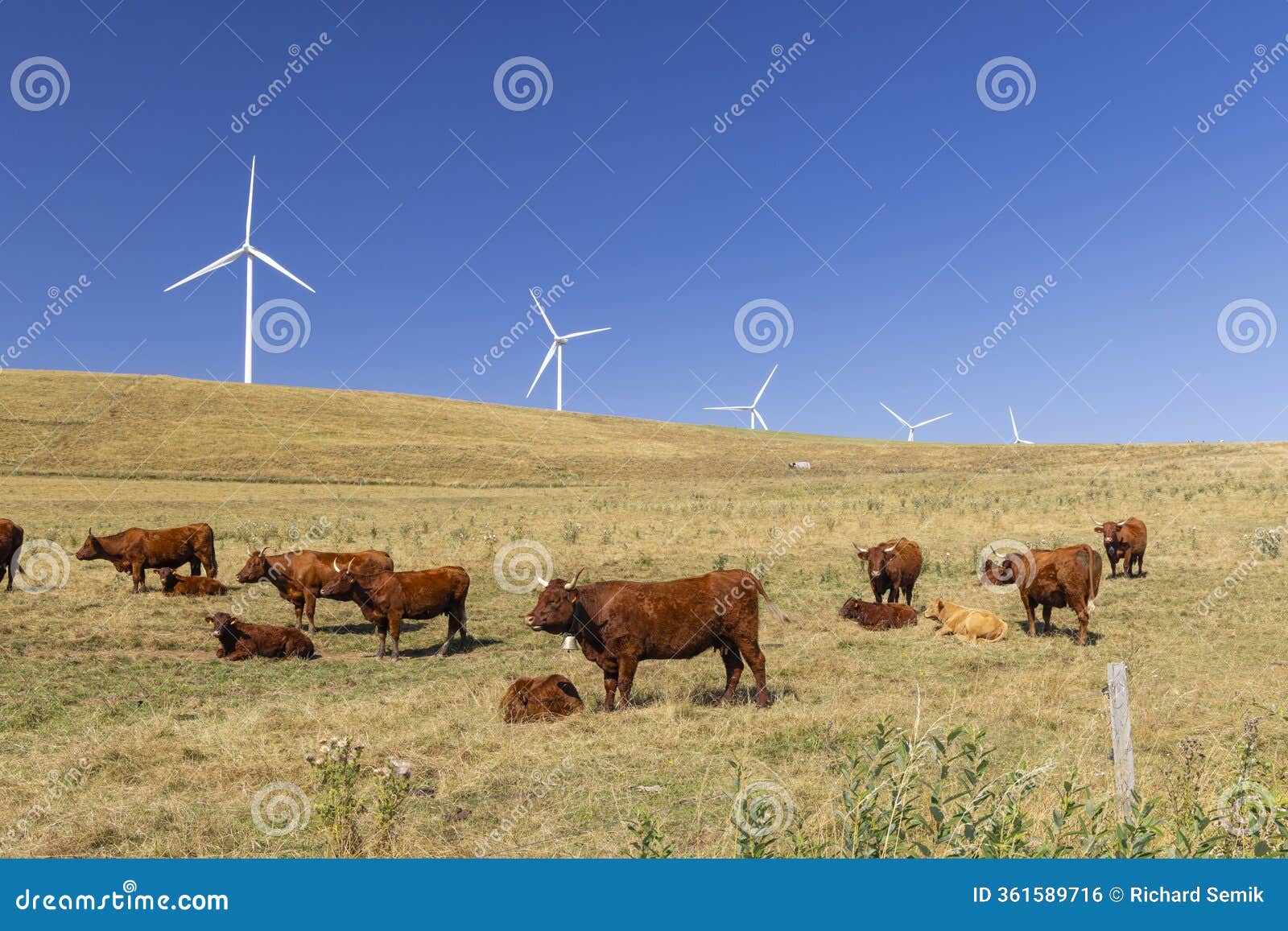 Cows in the Pasture and Behind Them are Wind Turbines Stock Photo ...