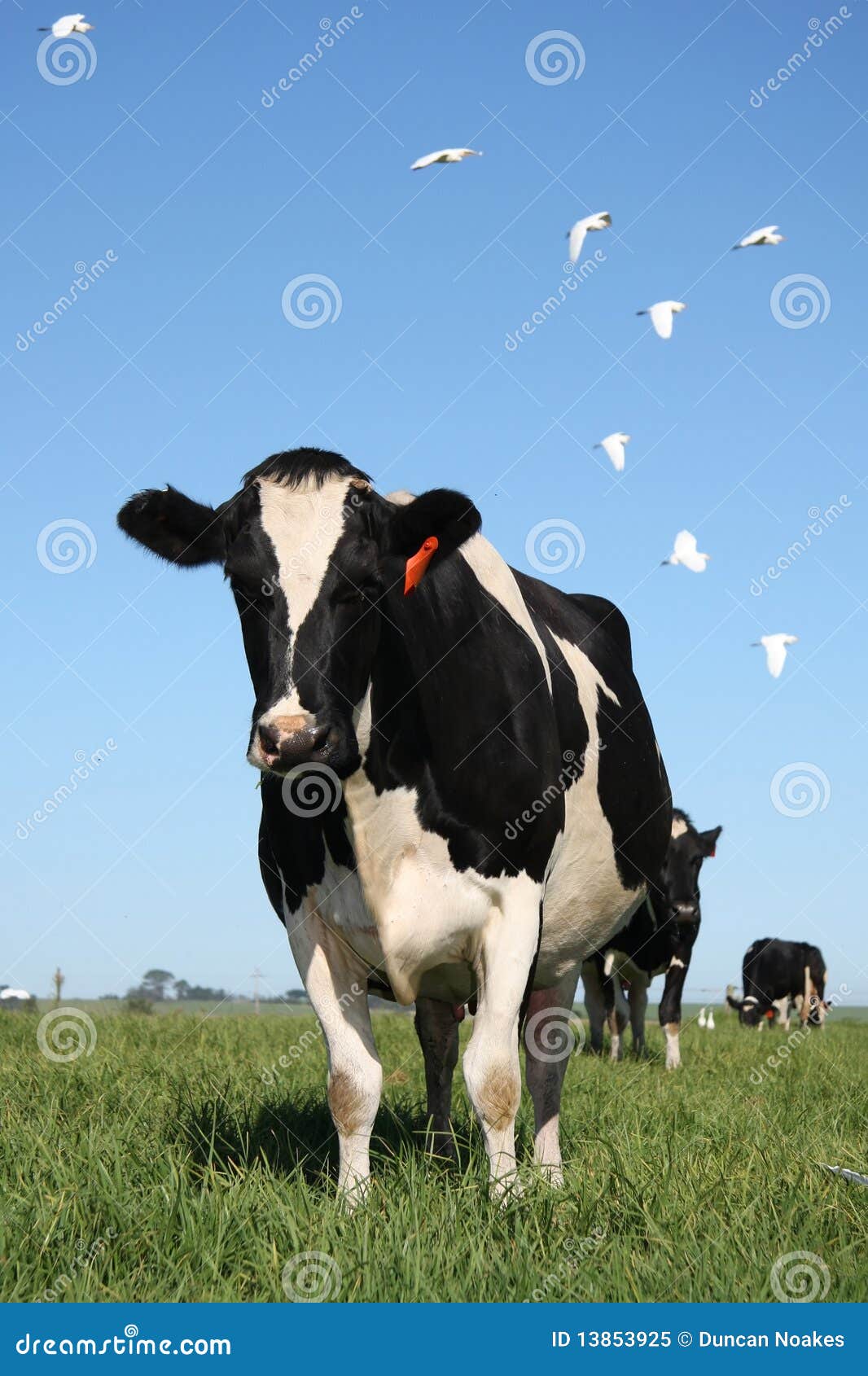 Cows in Pasture with Birds stock image. Image of land - 13853925