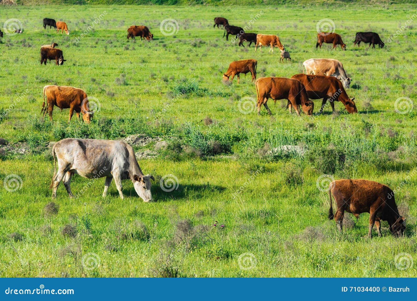 Cows on a pasture stock photo. Image of gregarious, agriculture - 71034400