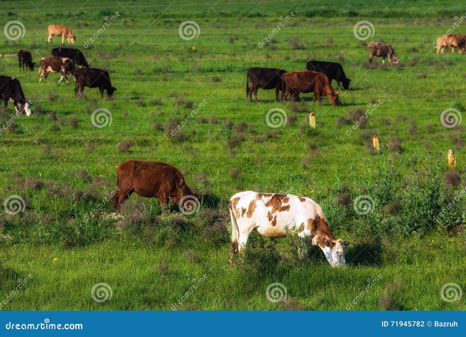 Cows on a pasture stock photo. Image of field, animal - 71945782