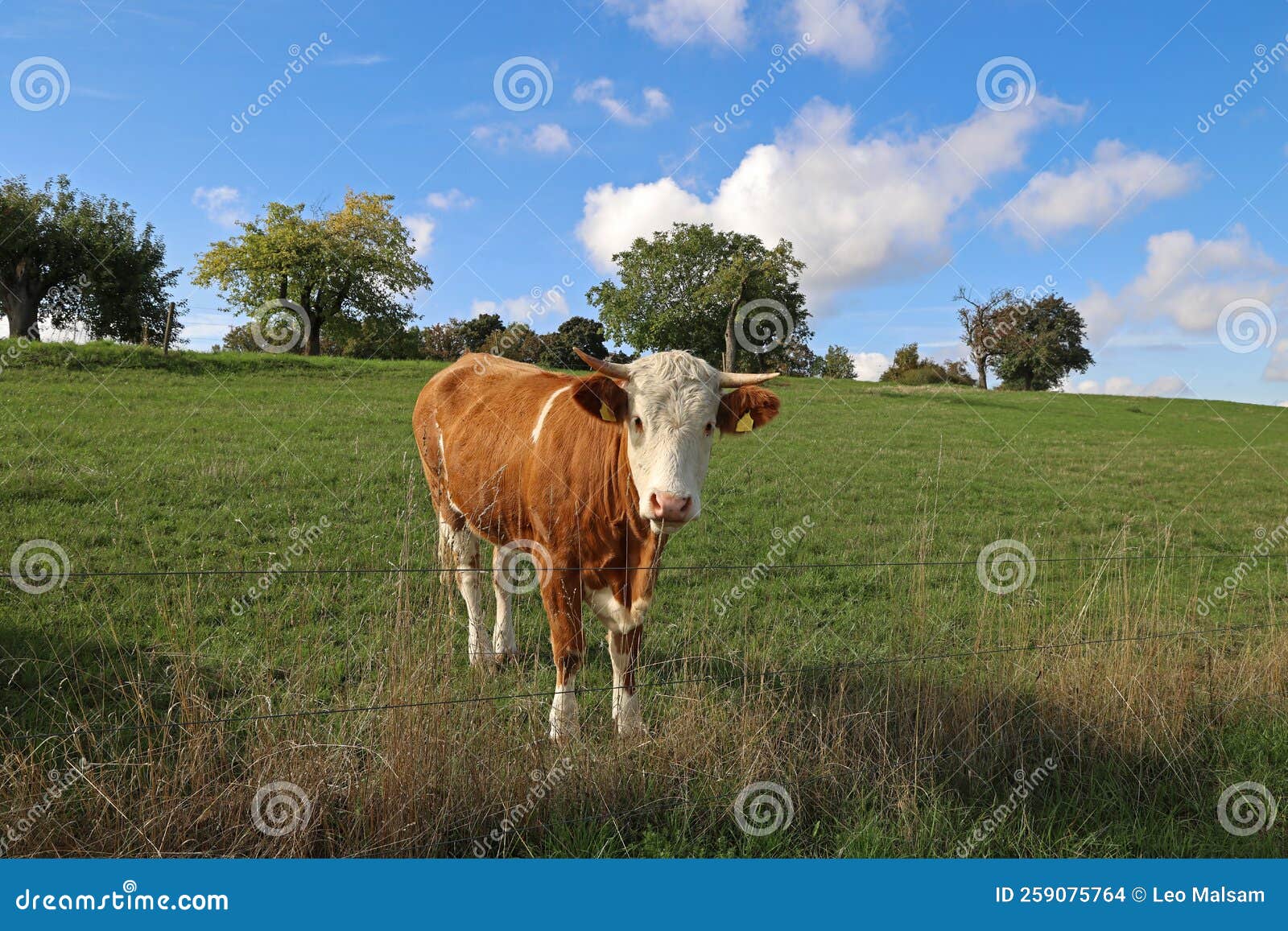 Cows in the Pasture on a Clear Day Stock Photo - Image of nature, herd ...