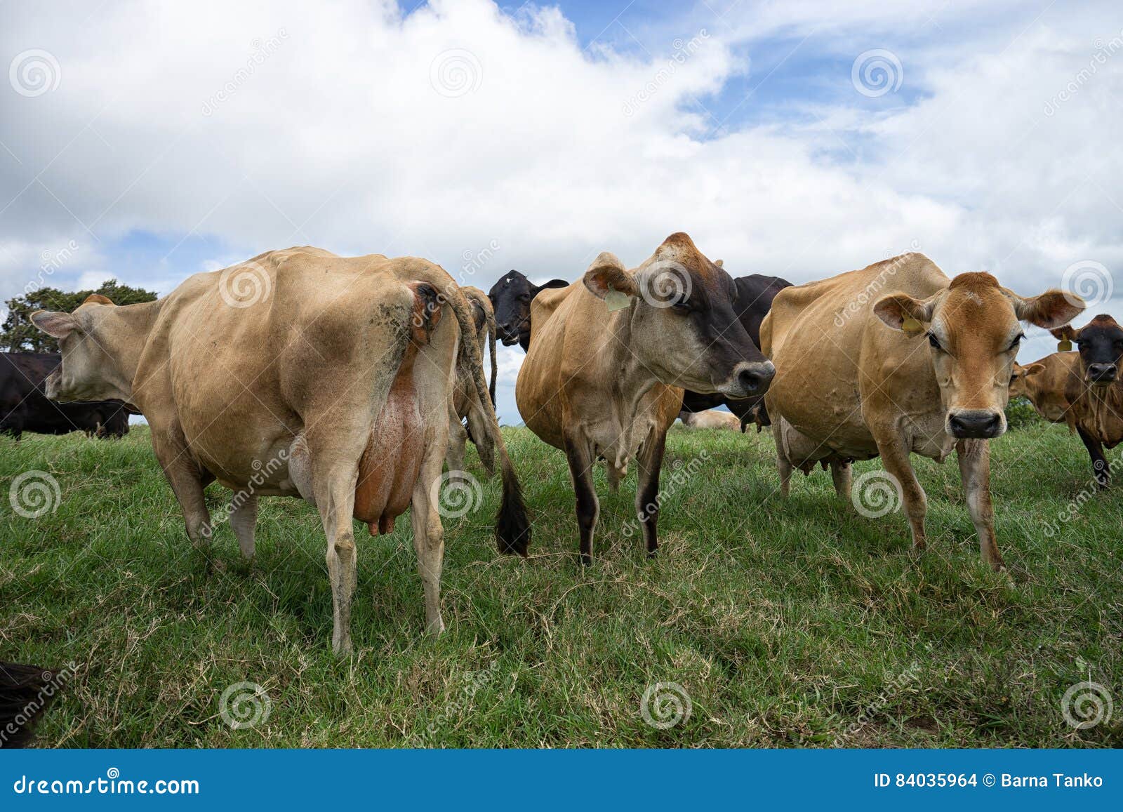 Cows on Pasture in Costa Rica Stock Photo - Image of animal, outdoors ...