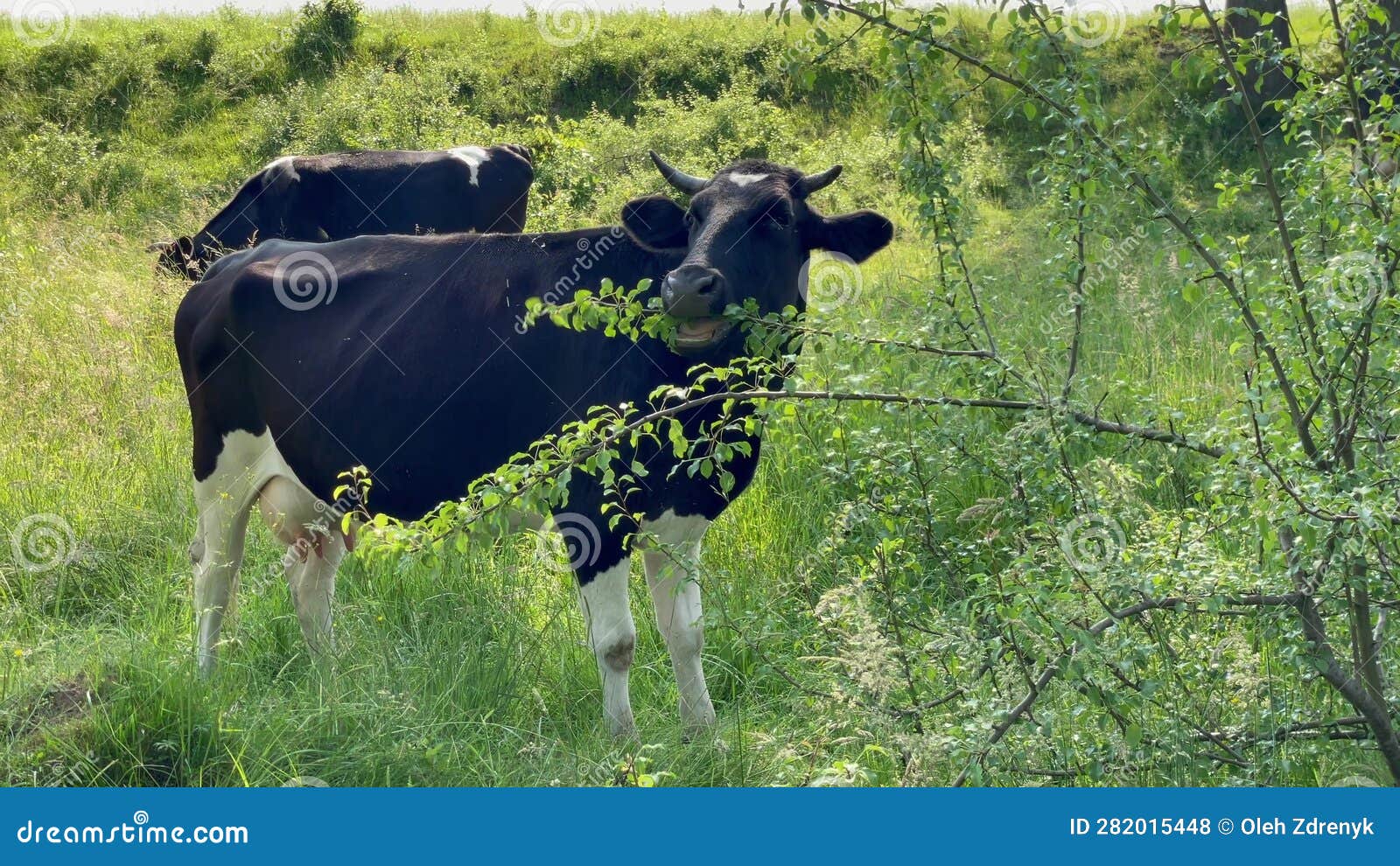 Cows on Pasture in Field. Cows Taking Rest on the Field Stock Photo ...