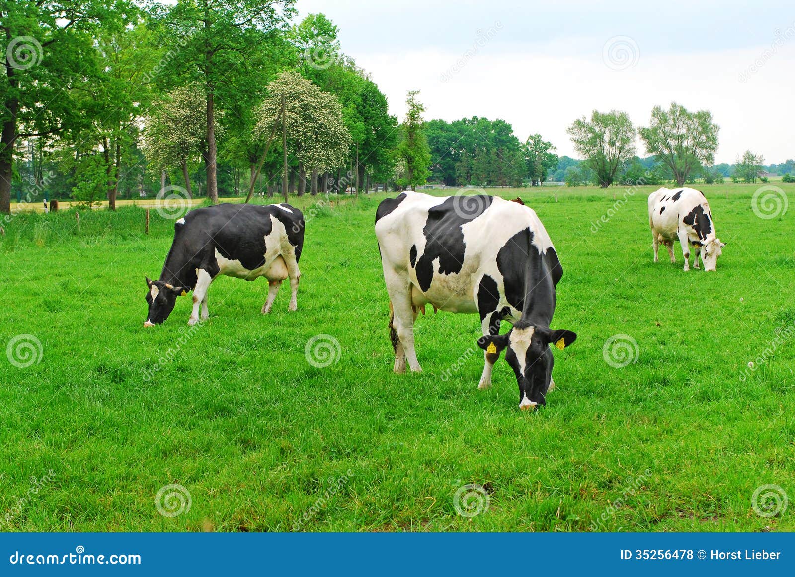 Cows on pasture, Germany stock photo. Image of beef, fleckvieh - 35256478