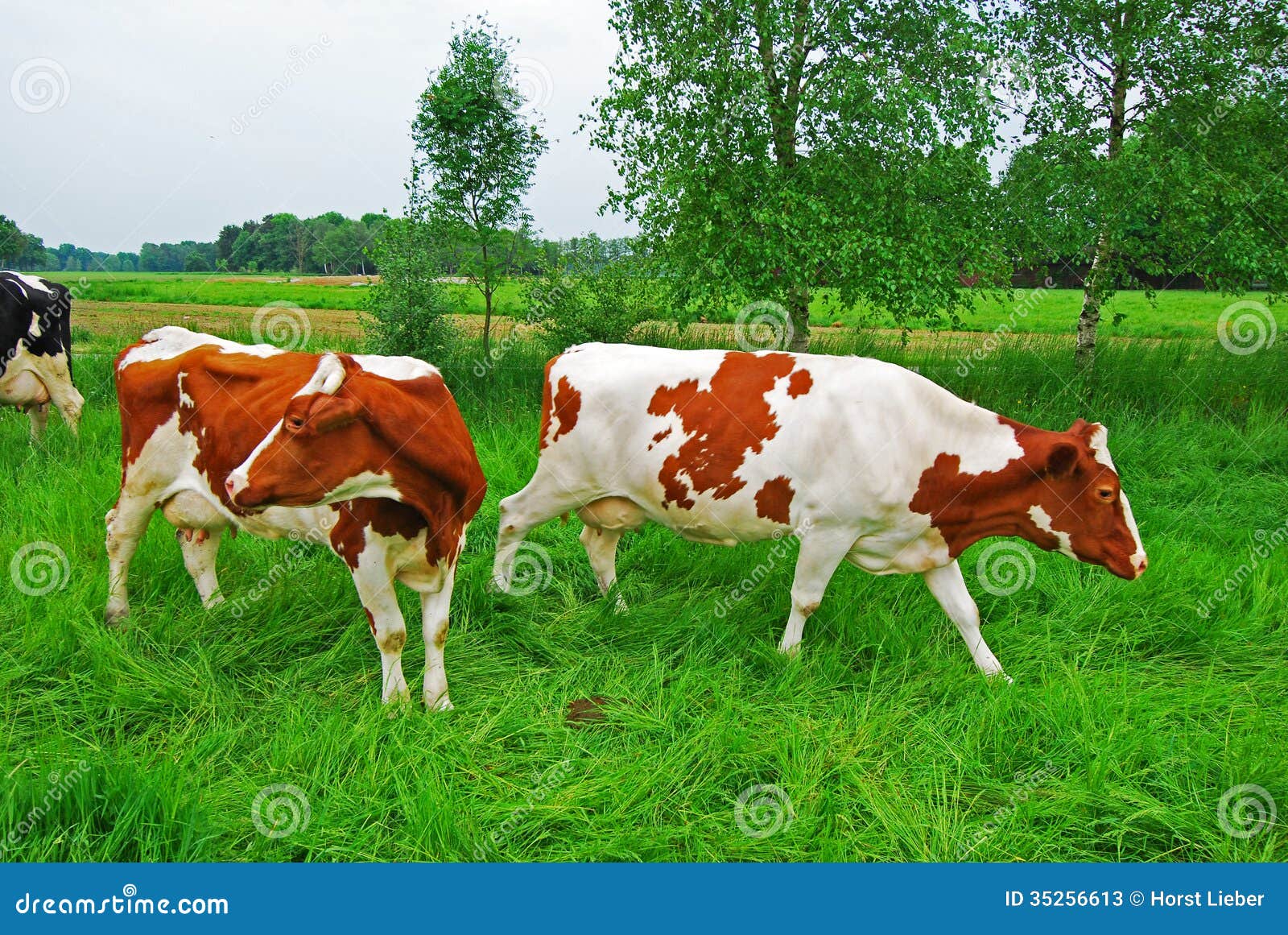Cows on pasture, Germany stock image. Image of farm, animal - 35256613