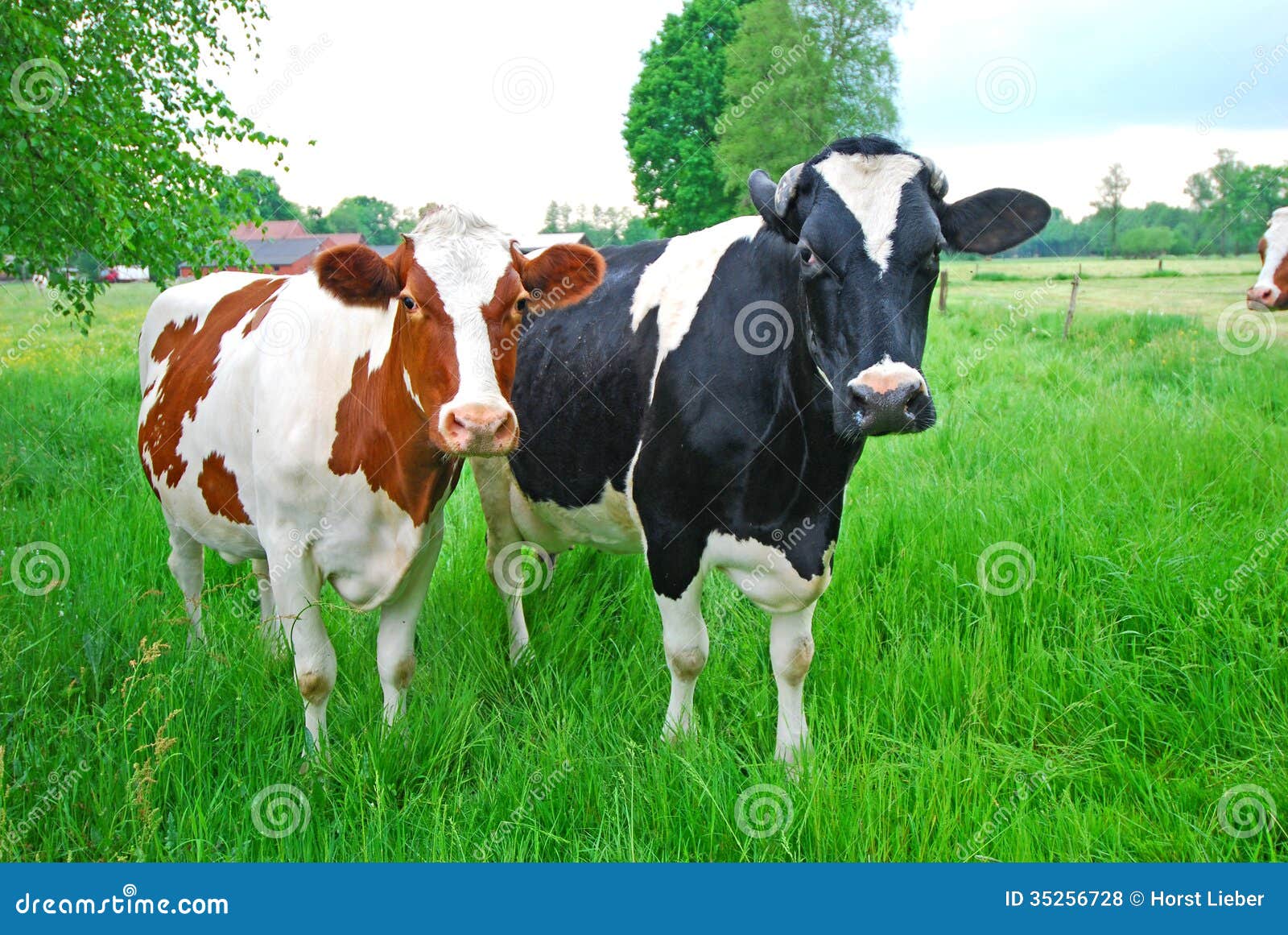 Cows on pasture, Germany stock photo. Image of europe - 35256728