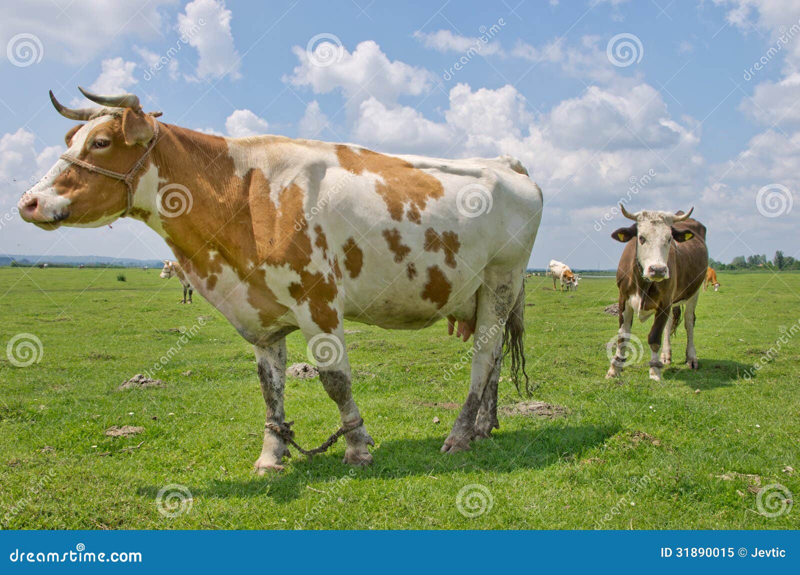 Cows on pasture stock image. Image of breeding, cows - 31890015