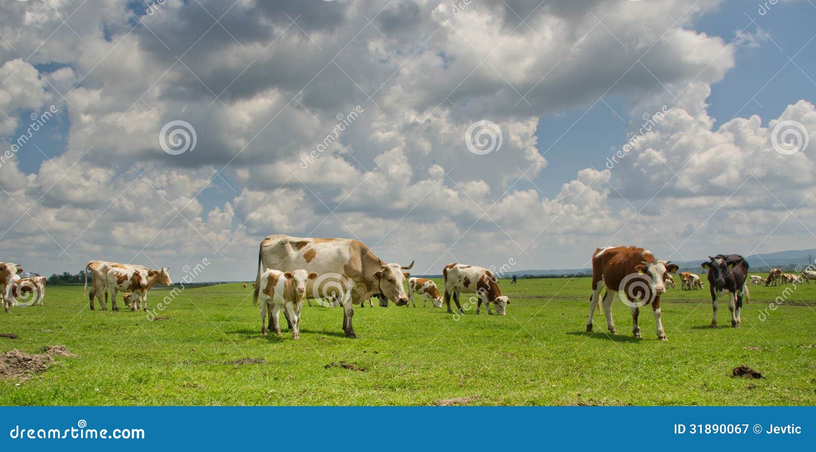 Cows on pasture stock image. Image of agricultural, calf - 31890067