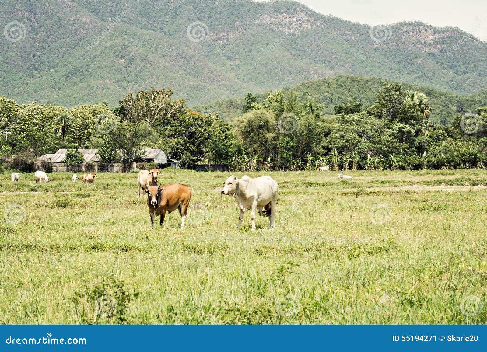 Cows on pasture land stock image. Image of livestock - 55194271