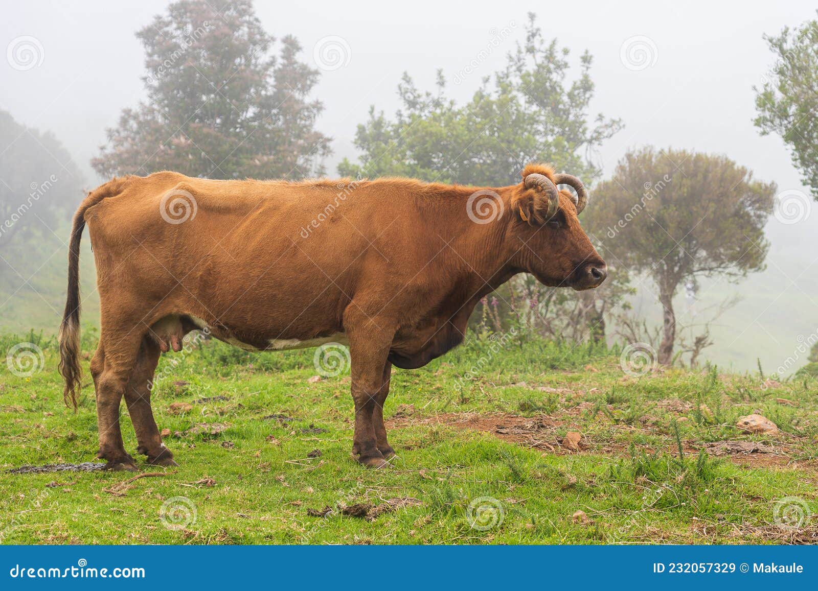 Cows on Pasture on Madeira Island Stock Image - Image of summer, herd ...