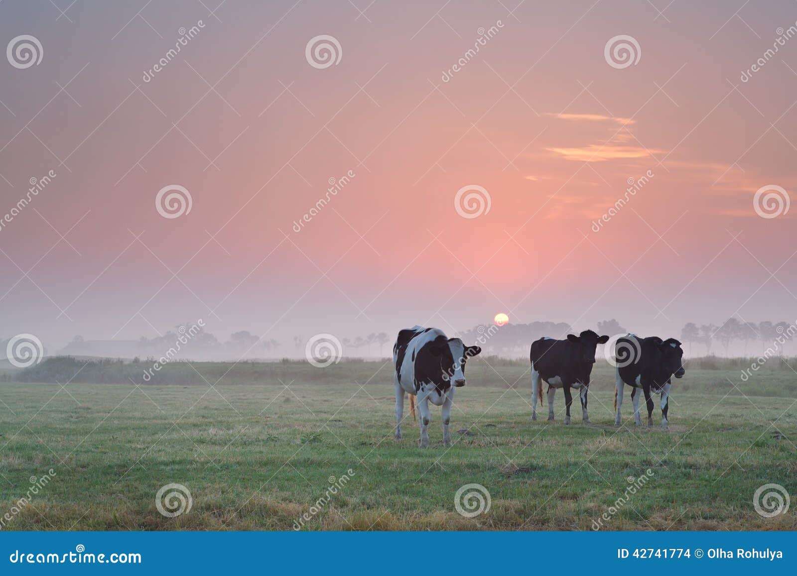 Cows on Pasture at Misty Sunrise Stock Photo - Image of mist, scenic ...