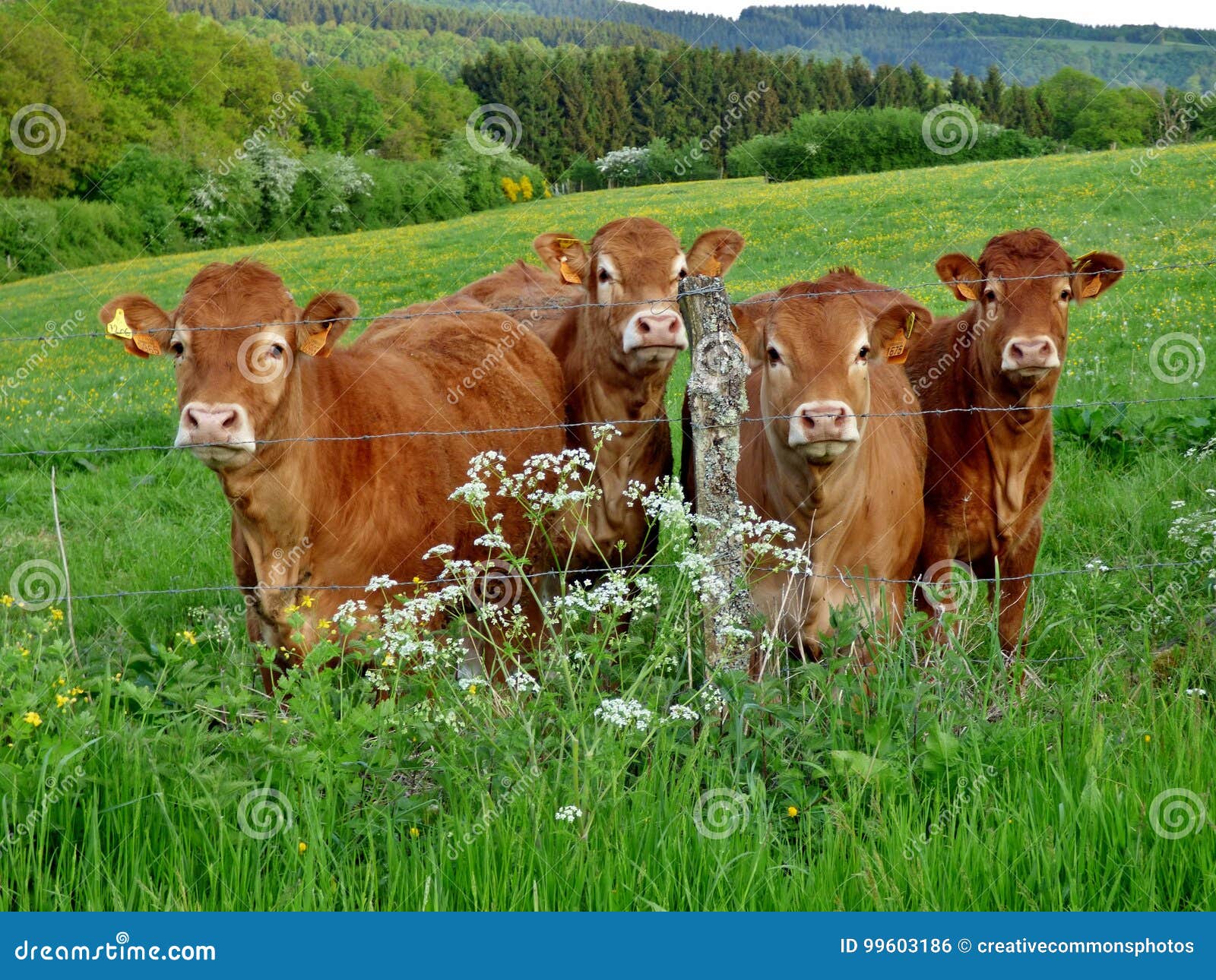 Cows Pasture Nature Picture. Image: 99603186