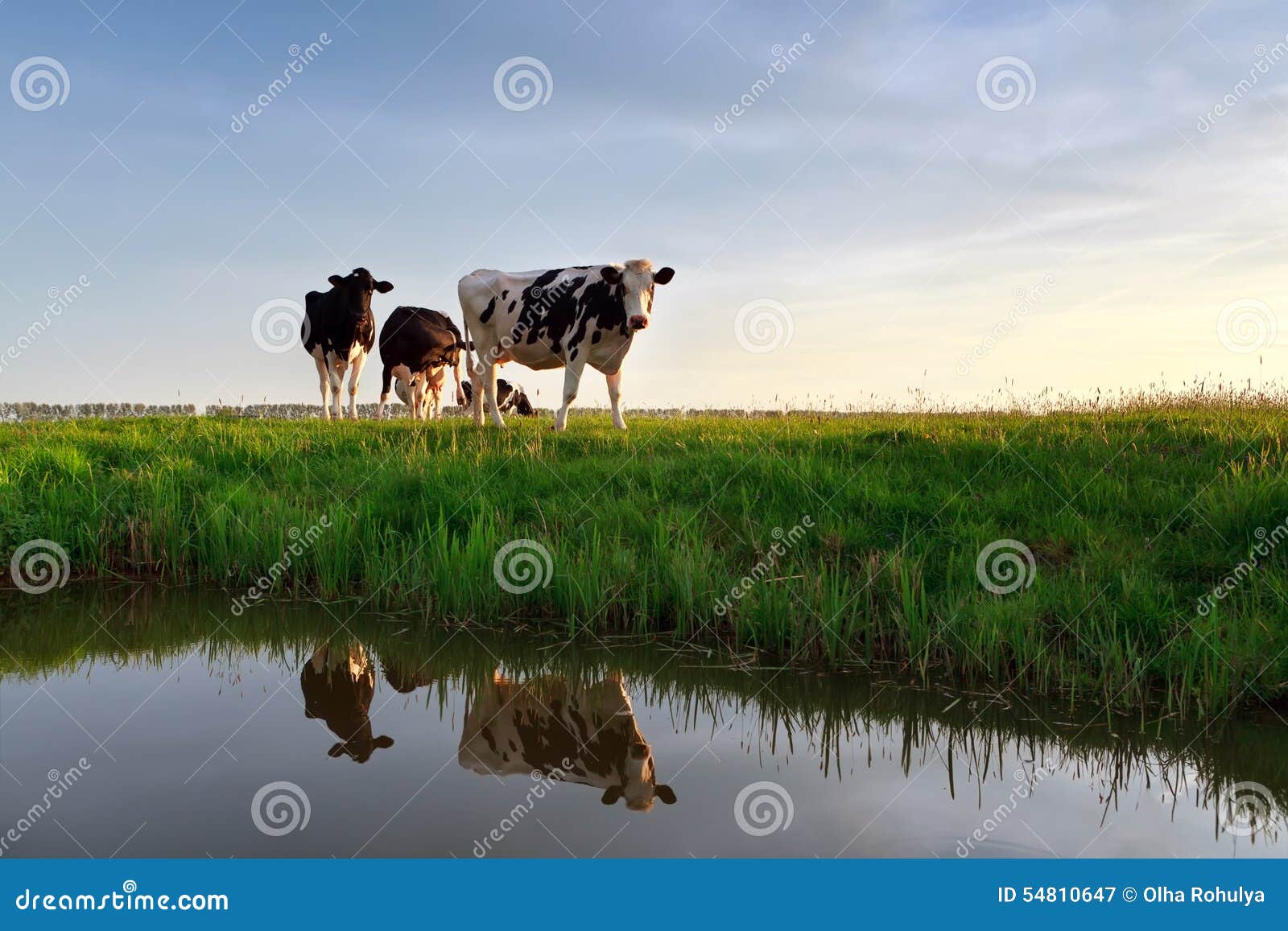 Cows on Pasture Reflected in River Stock Image - Image of people ...
