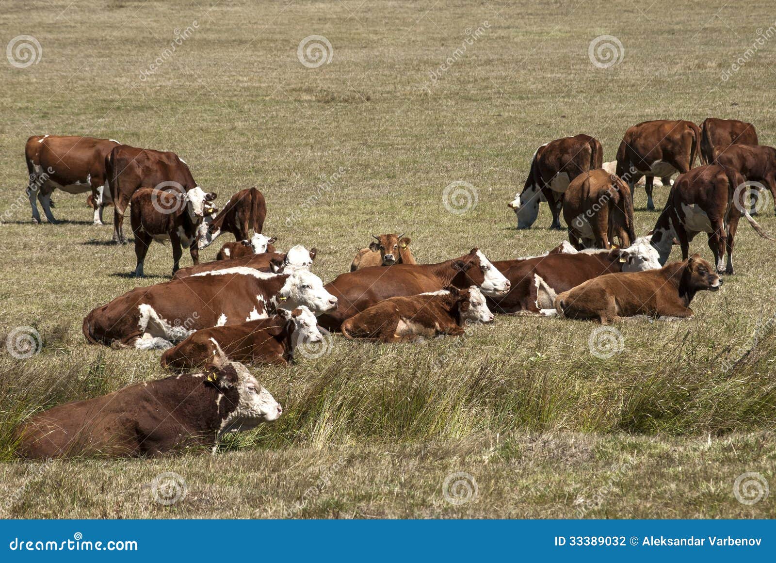 Cows on pasture stock photo. Image of pasture, farming - 33389032