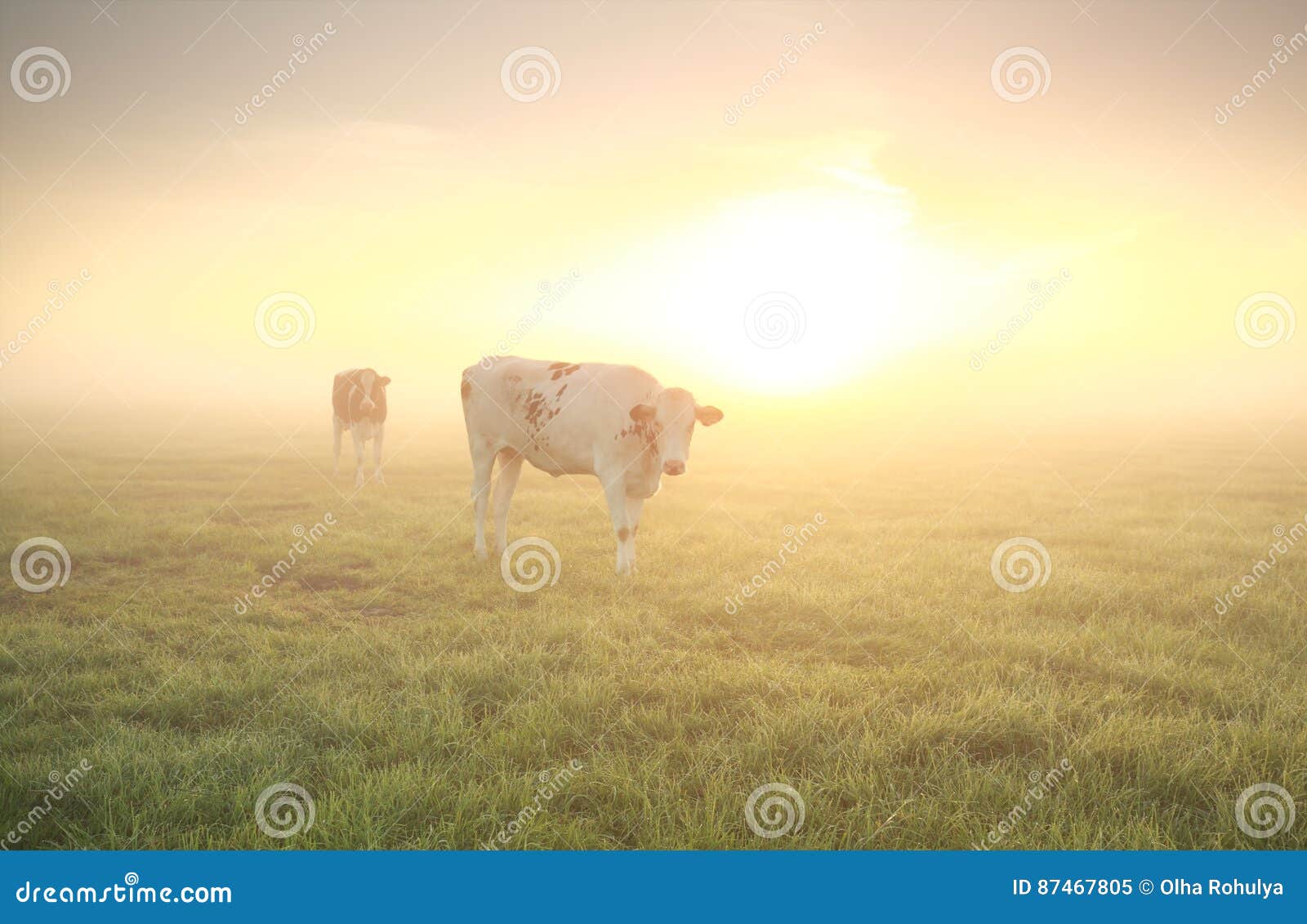 Cows on pasture at sunrise stock image. Image of mist - 87467805