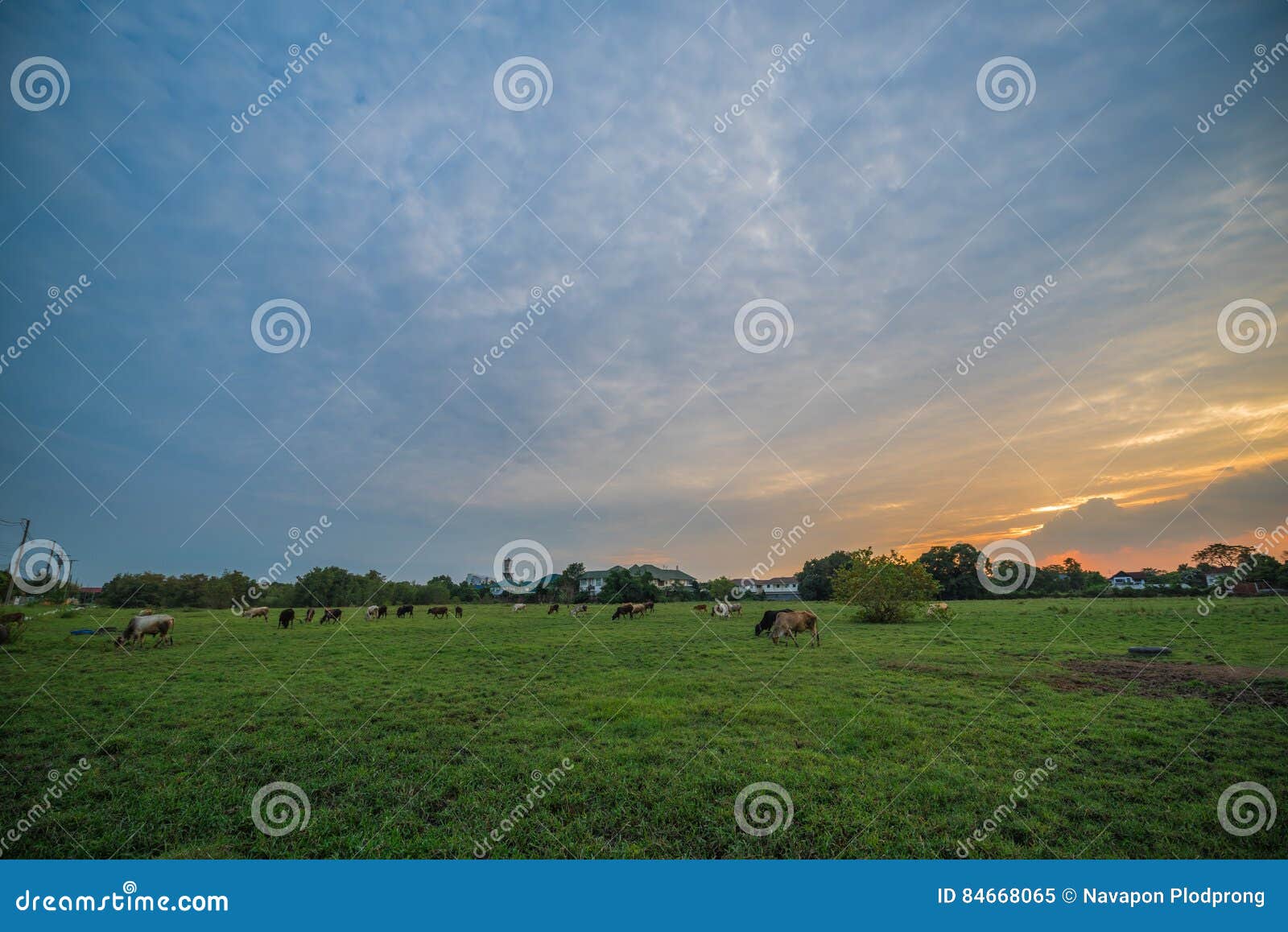 Cows in Pasture at Sunset stock image. Image of cute - 84668065