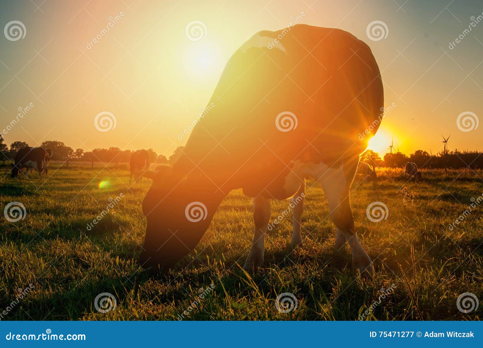 Cows on pasture at sunset stock image. Image of nature - 75471277
