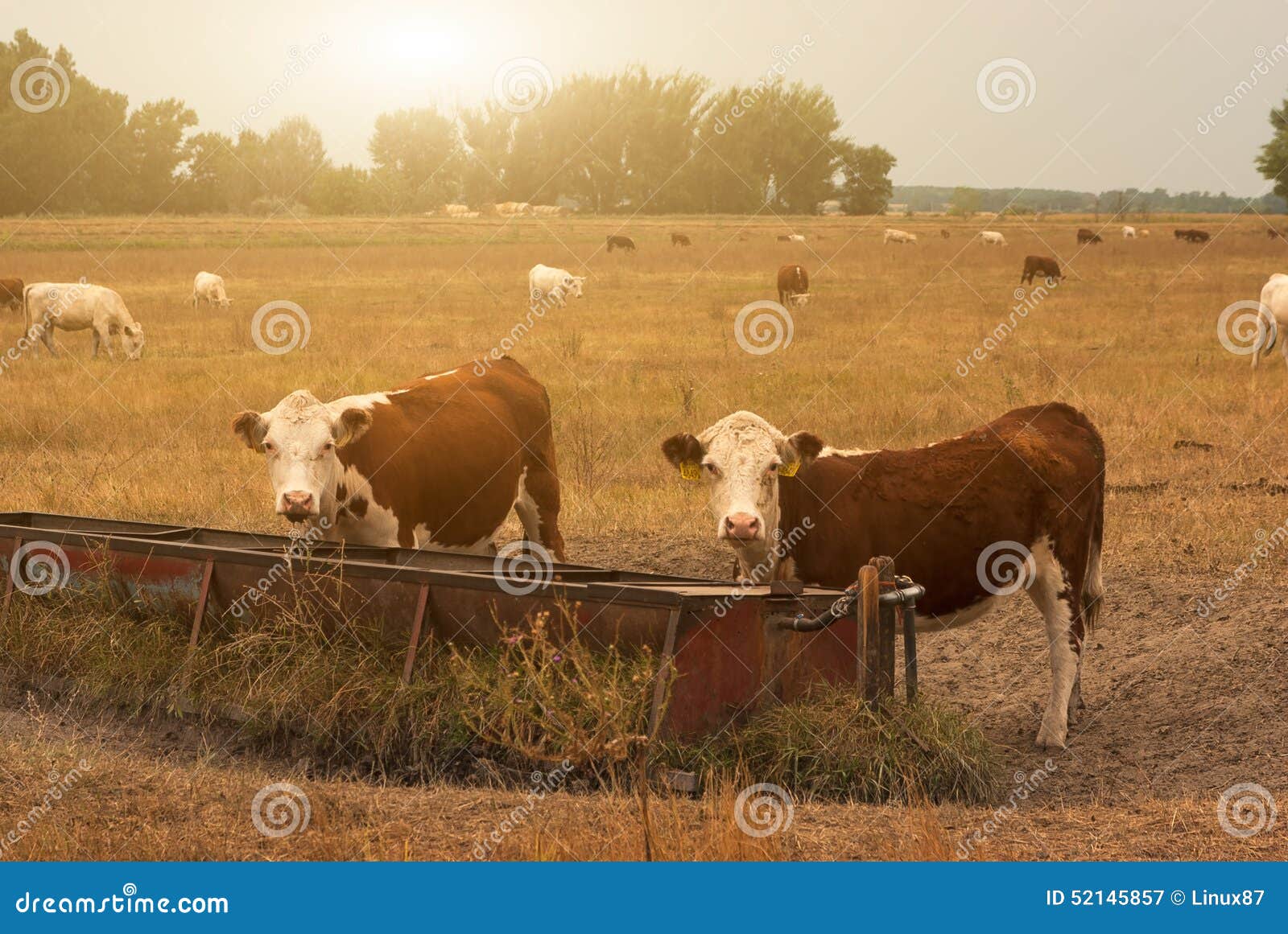Cows on pasture stock image. Image of landscape, field - 52145857