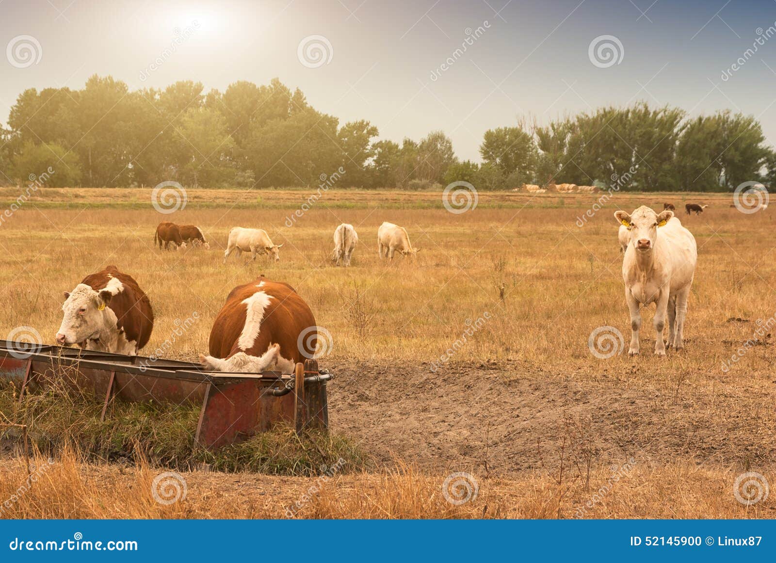 Cows on pasture stock photo. Image of cattle, mist, morning - 52145900