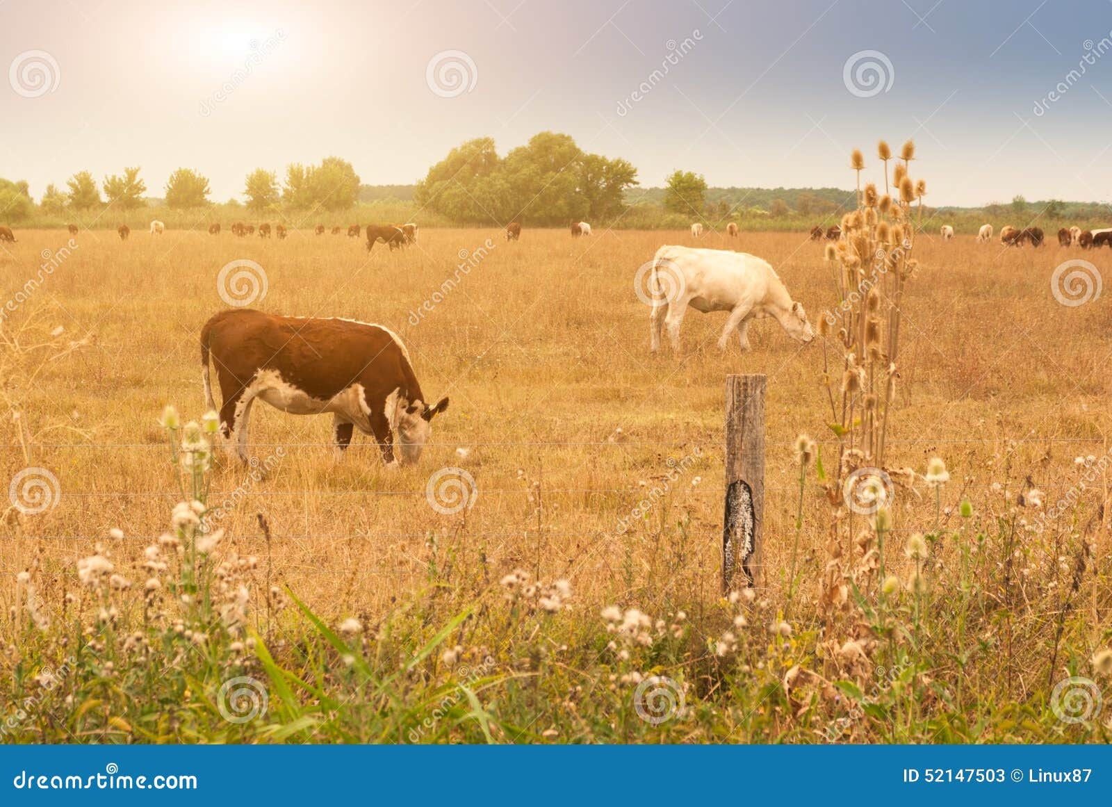 Cows on pasture stock image. Image of look, livestock - 52147503