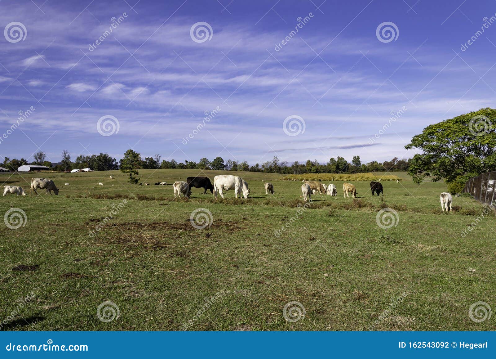 Cows in a Pasture Under Clear Blue Sky Stock Photo - Image of meadow ...