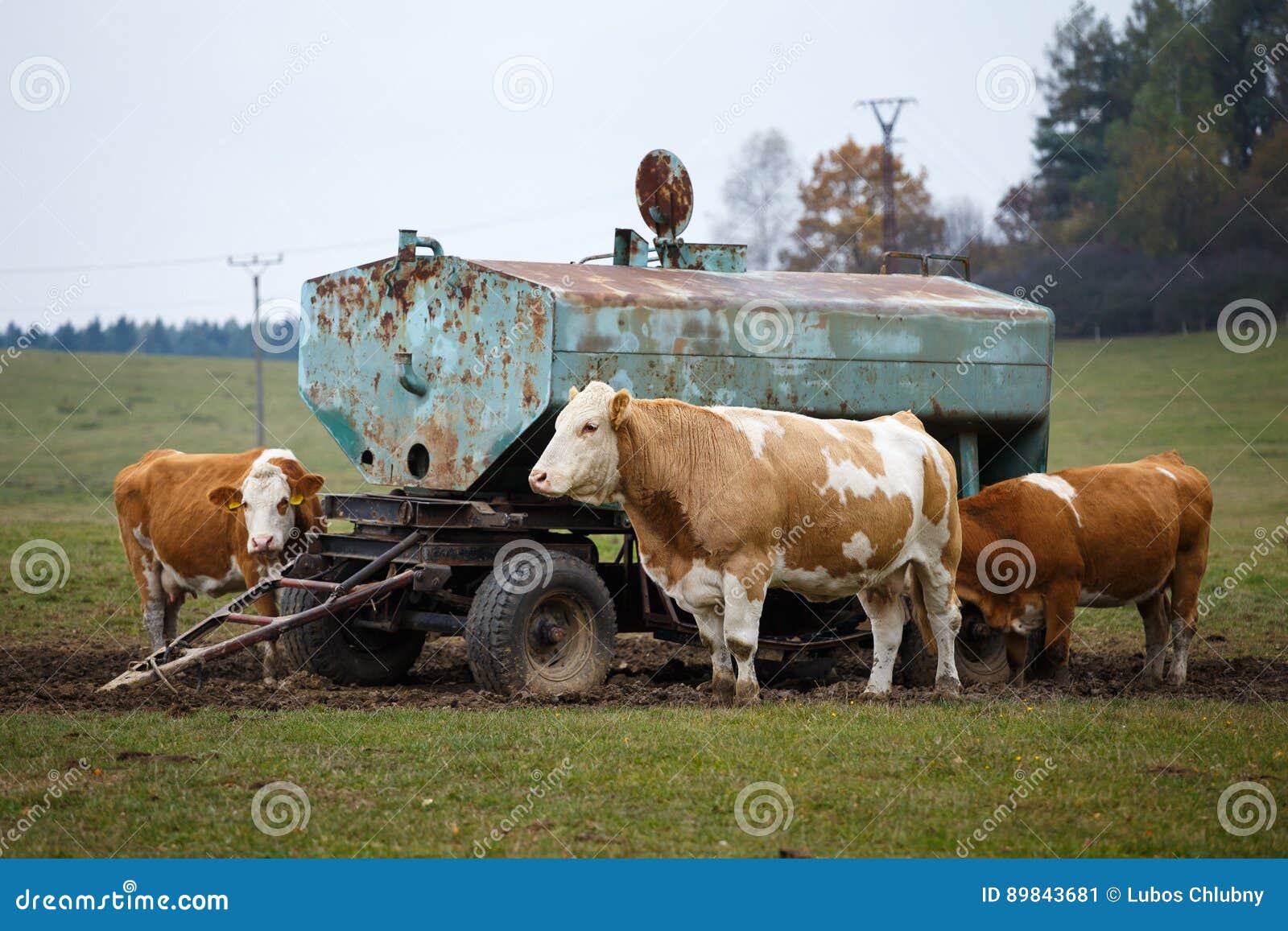 Cows on Pasture and Water Tank Stock Image - Image of beef, farming ...