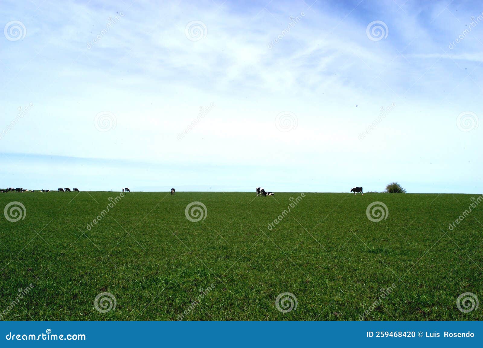 Cows Pastured on a Green Field Stock Photo - Image of hill, morning ...
