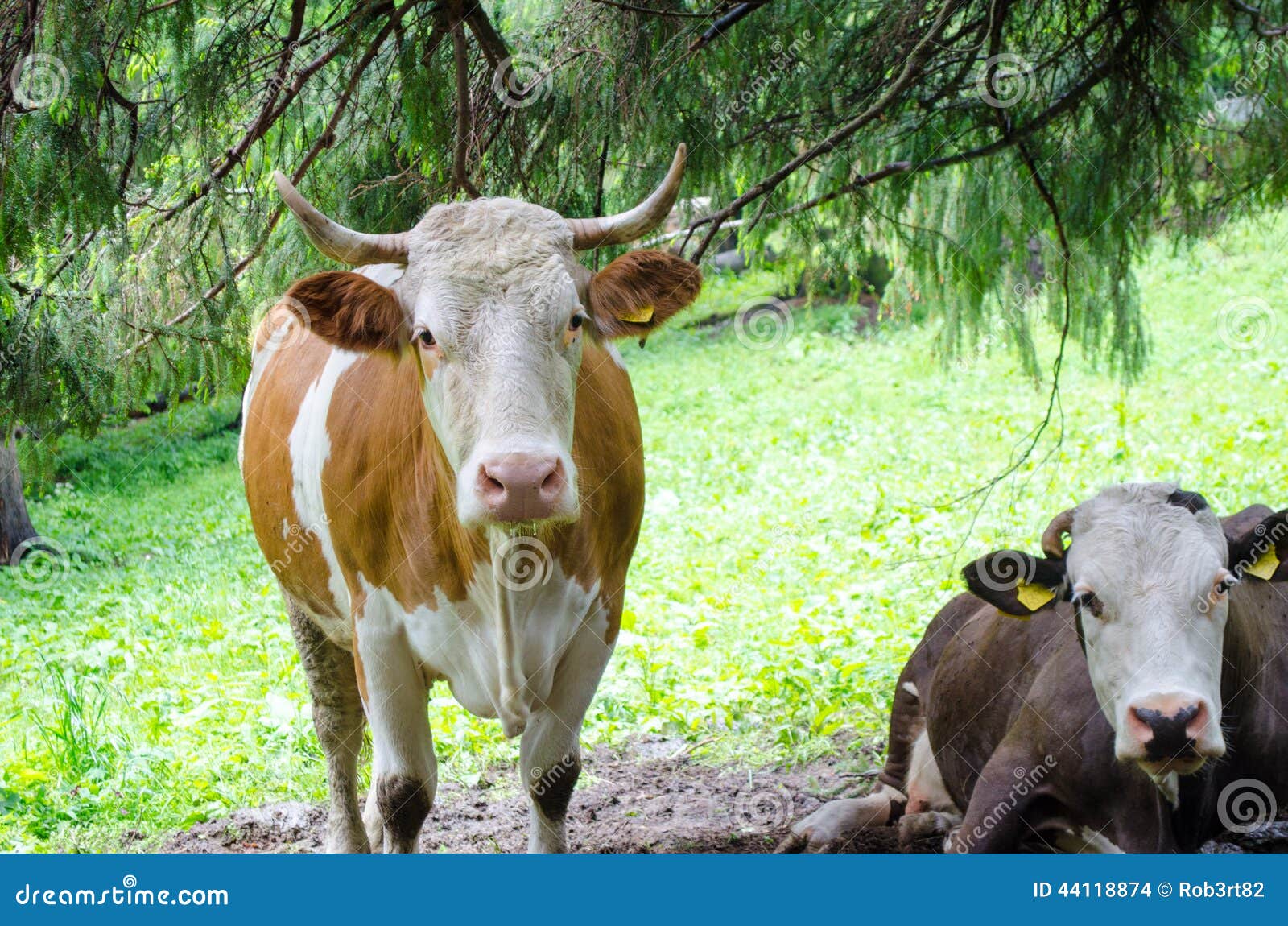 Cows Pasturing stock photo. Image of environment, ecology - 44118874