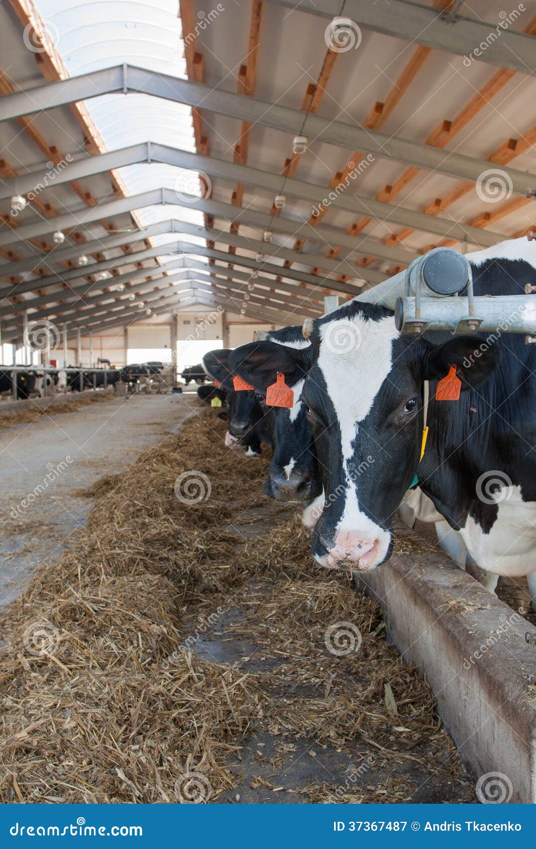 Cows in a pen stock image. Image of mouth, animals, agriculture - 37367487
