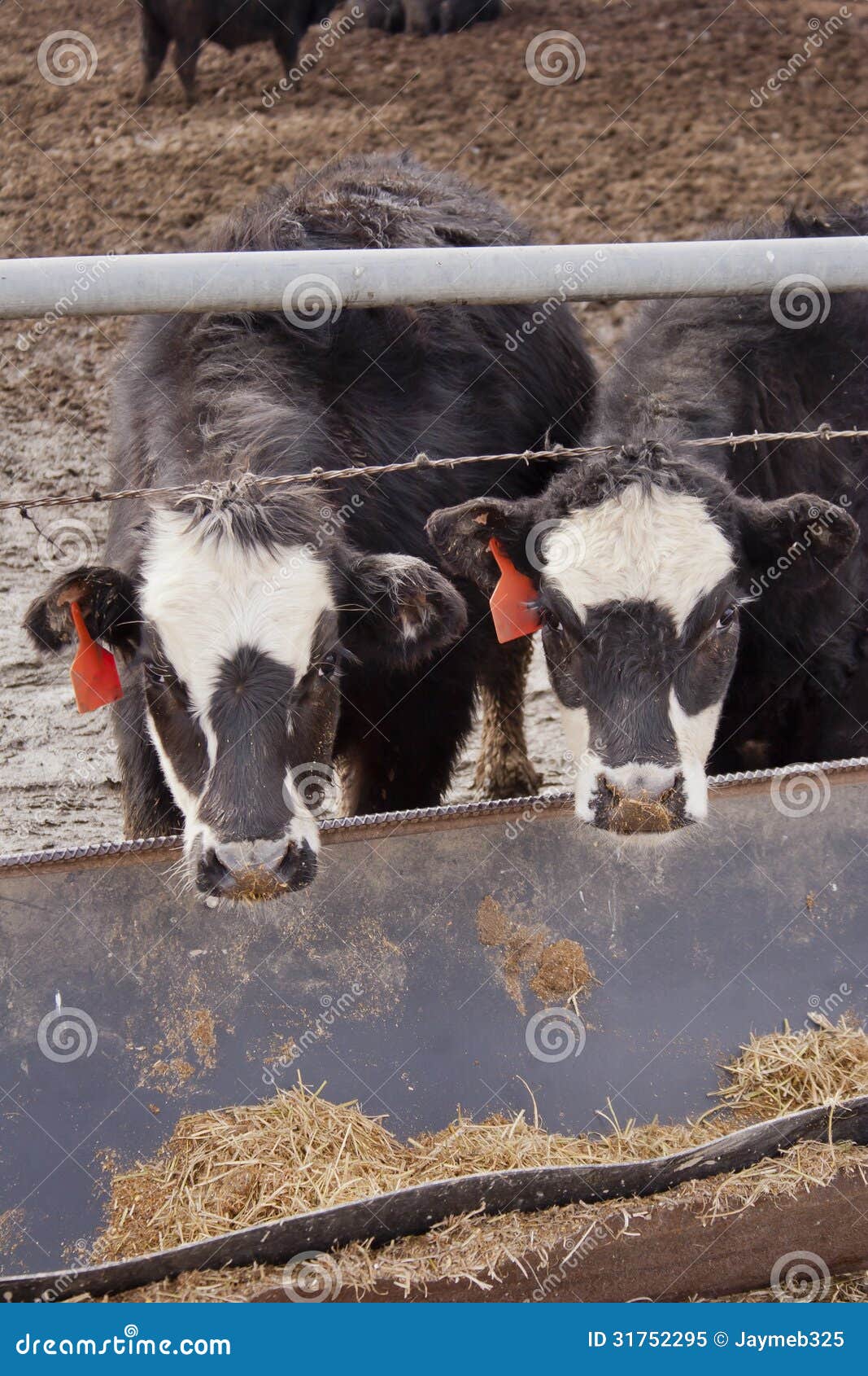 Cows in a Pen stock image. Image of bovine, view, face - 31752295