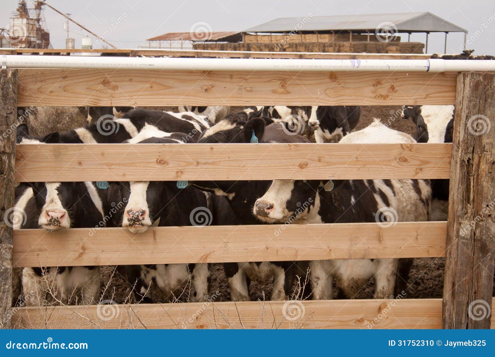 Cows in a Pen stock photo. Image of mammal, agriculture - 31752310