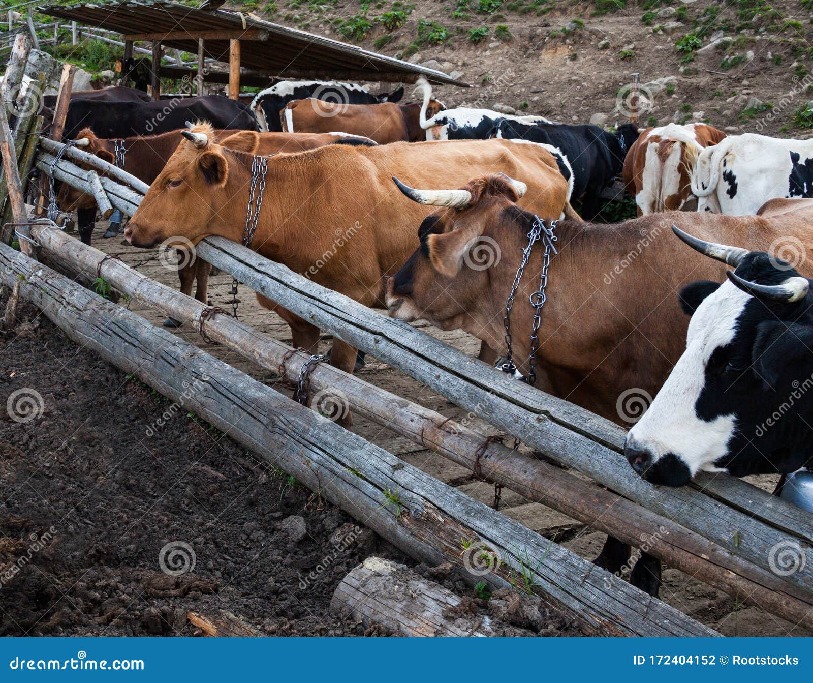Cows in a pen stock photo. Image of country, milk, natural - 172404152