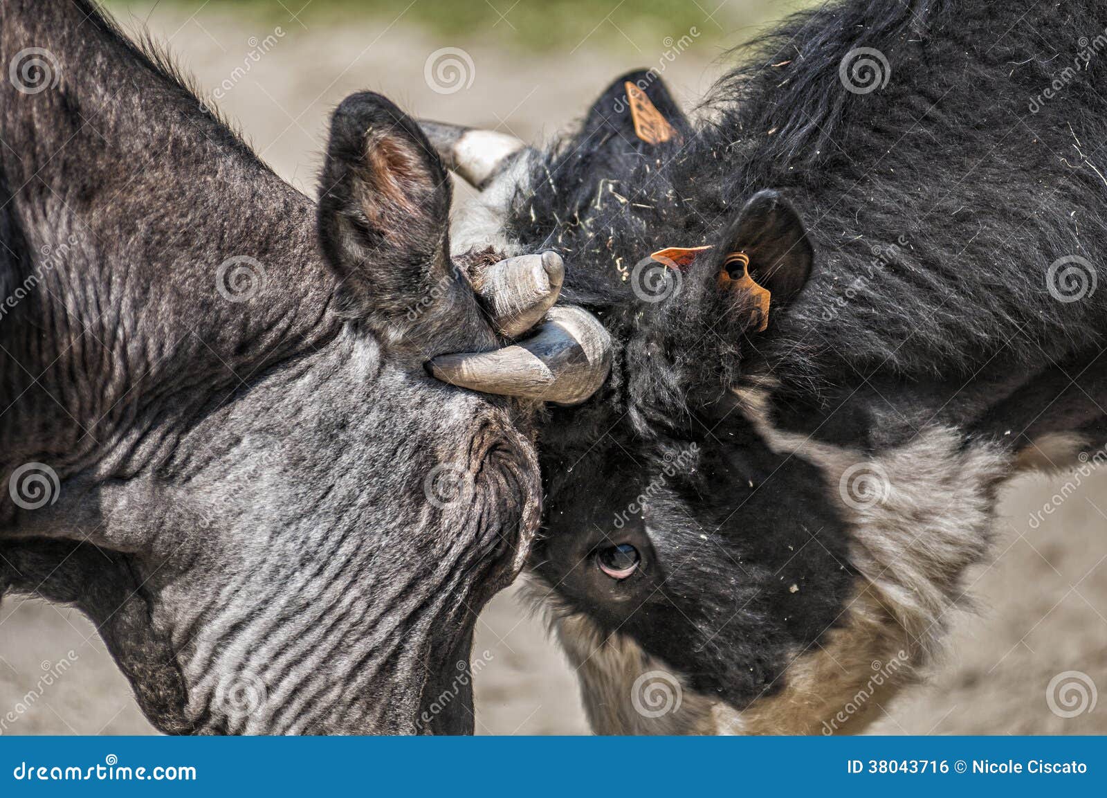 Cows play stock photo. Image of equestrian, arena, farm - 38043716