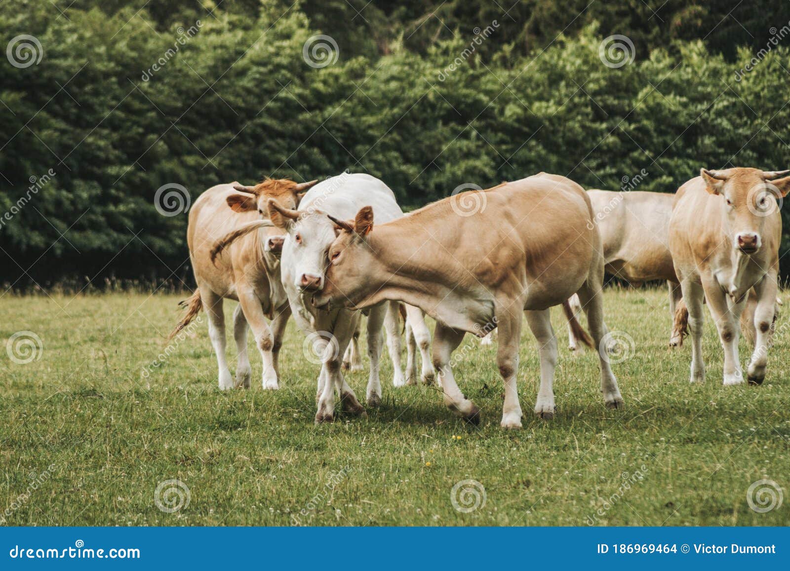Cows Playing Together in a Field Stock Photo - Image of calf, clear ...