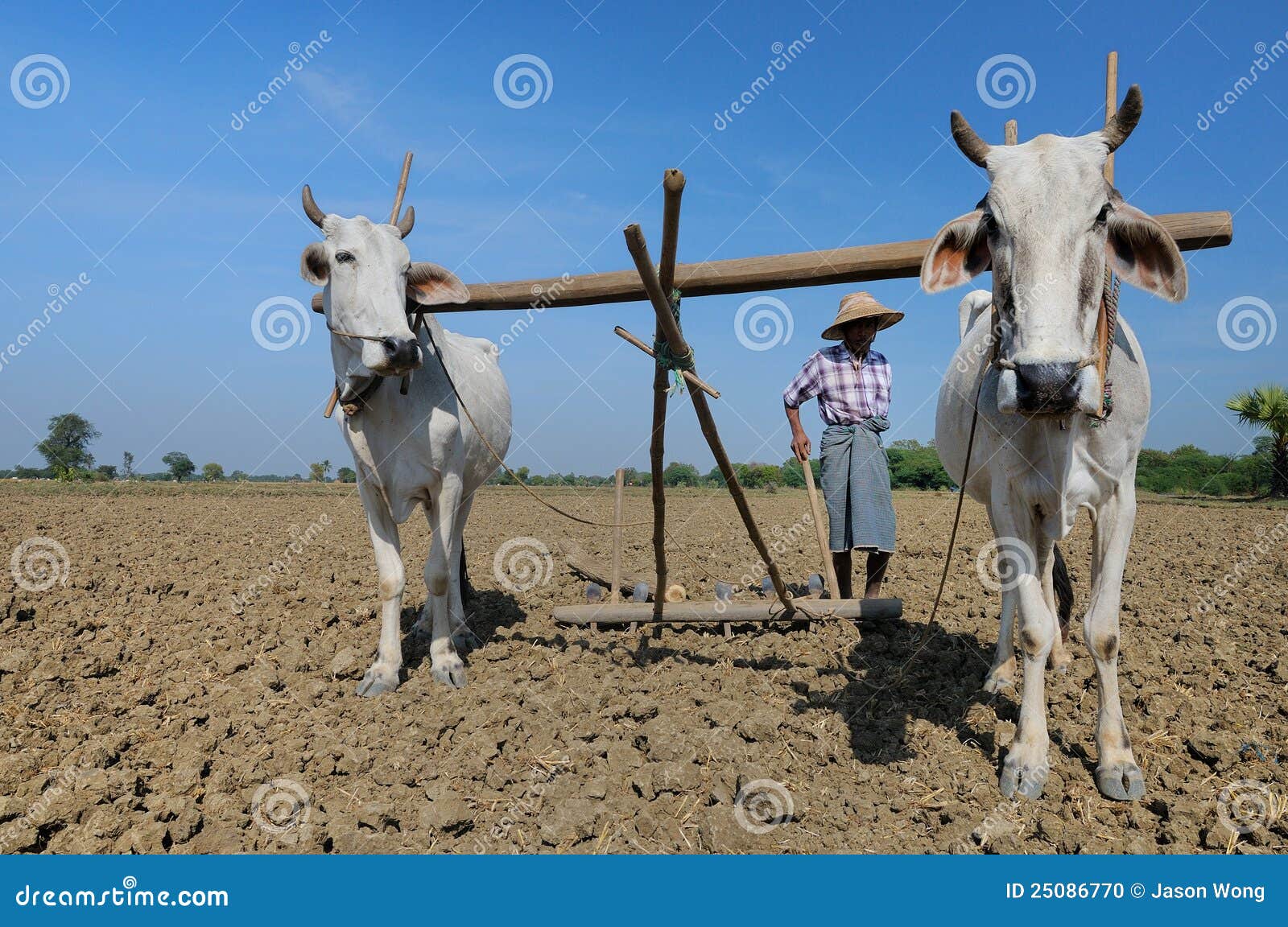 Cows ploughing editorial image. Image of wheel, meadow - 25086770