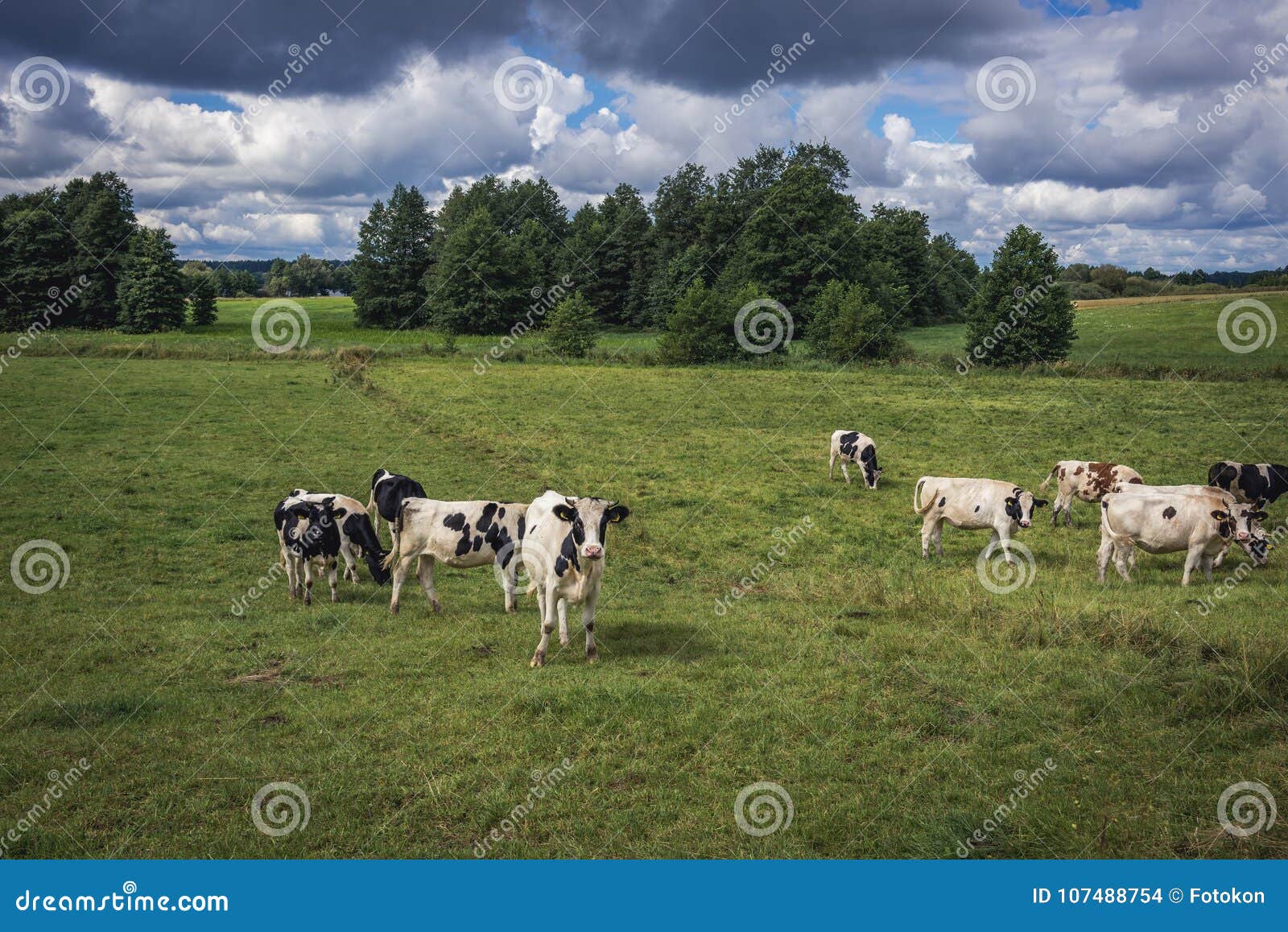Cows in Poland stock photo. Image of grass, black, farming - 107488754