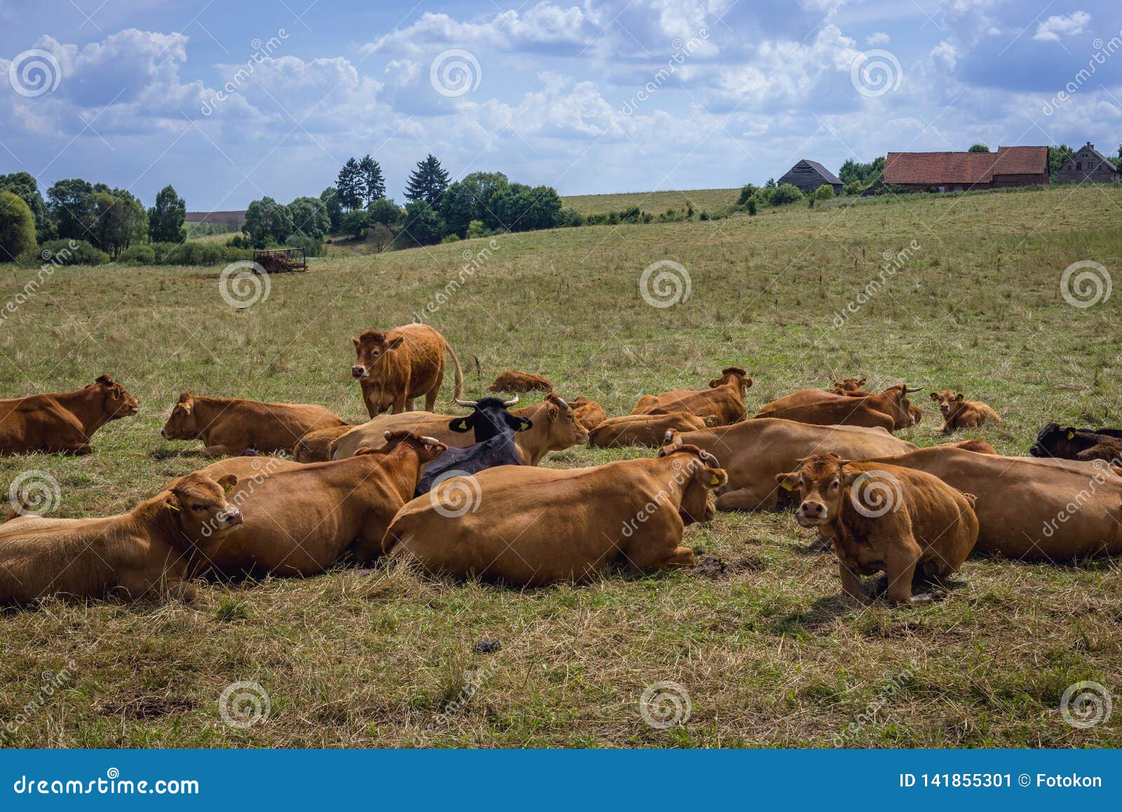 Cows in Poland stock image. Image of meadow, polish - 141855301