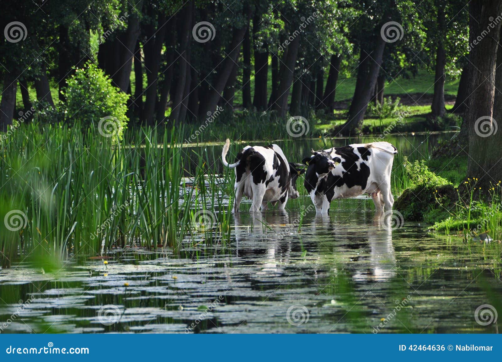 Cows in pond stock photo. Image of drinking, summer, cows - 42464636