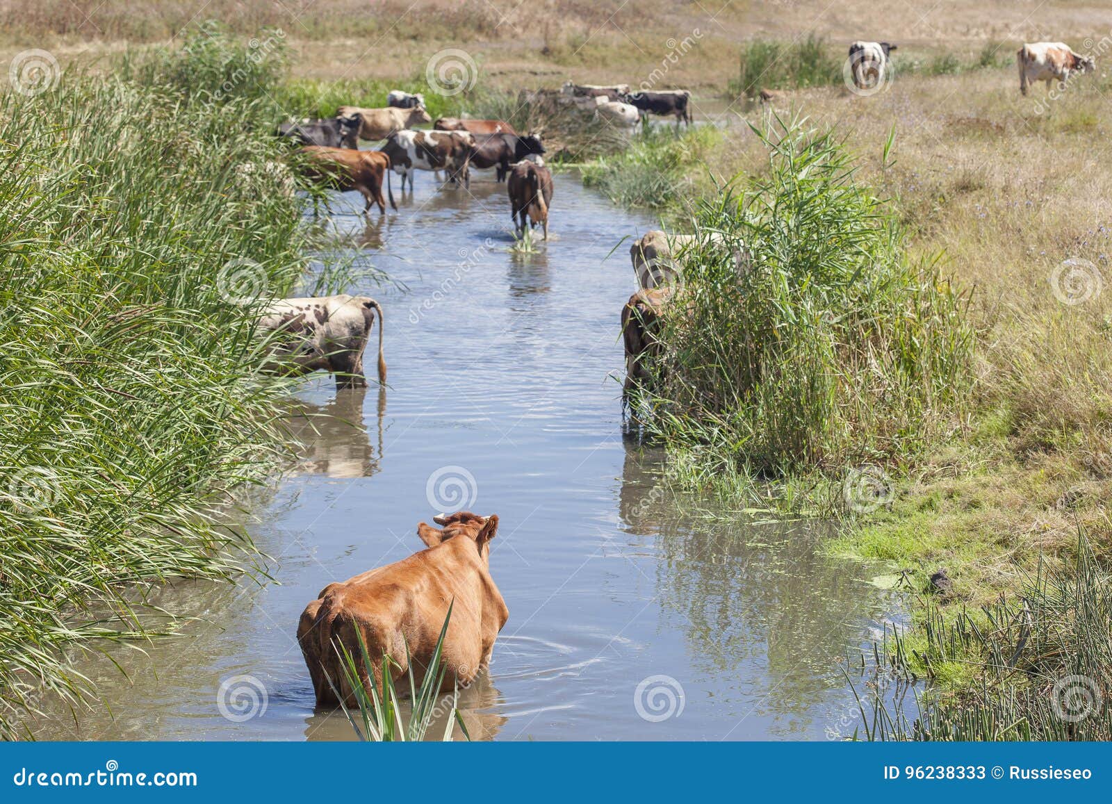 Cows in the pond water stock image. Image of drinking - 96238333