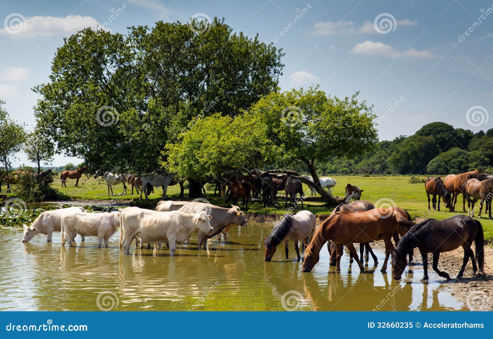 Cows and Ponies Together in the Water Stock Image - Image of grass ...