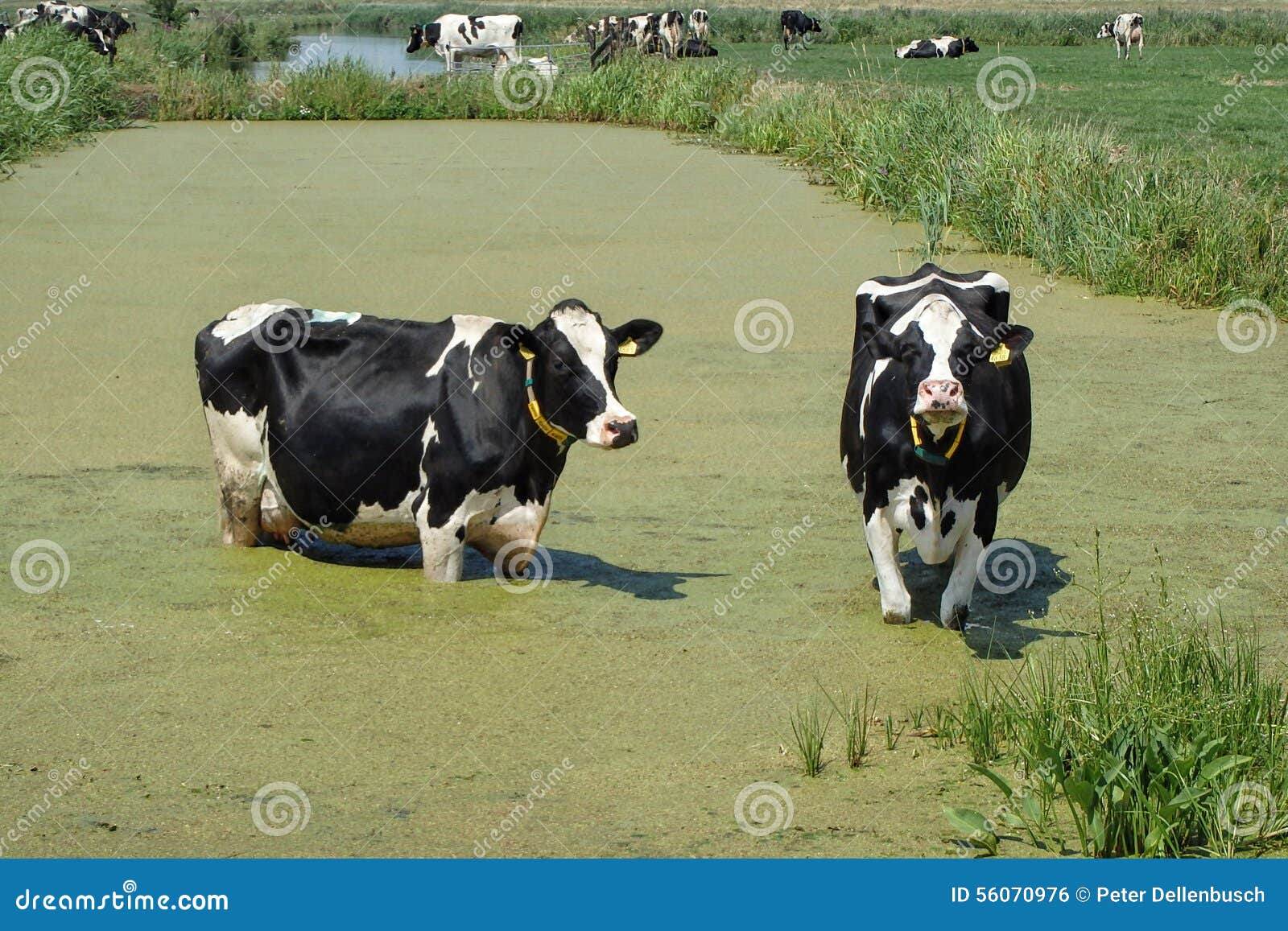 Cows in the pool stock photo. Image of cows, standing - 56070976