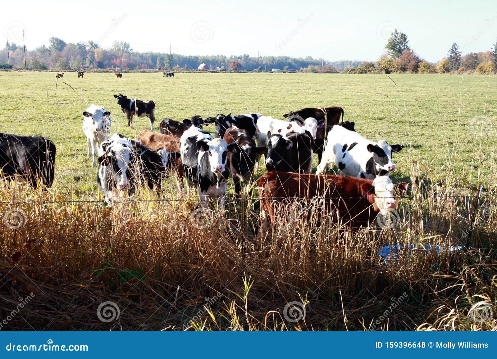 Angus beef cow in field stock photo. Image of beef, cows - 159396648