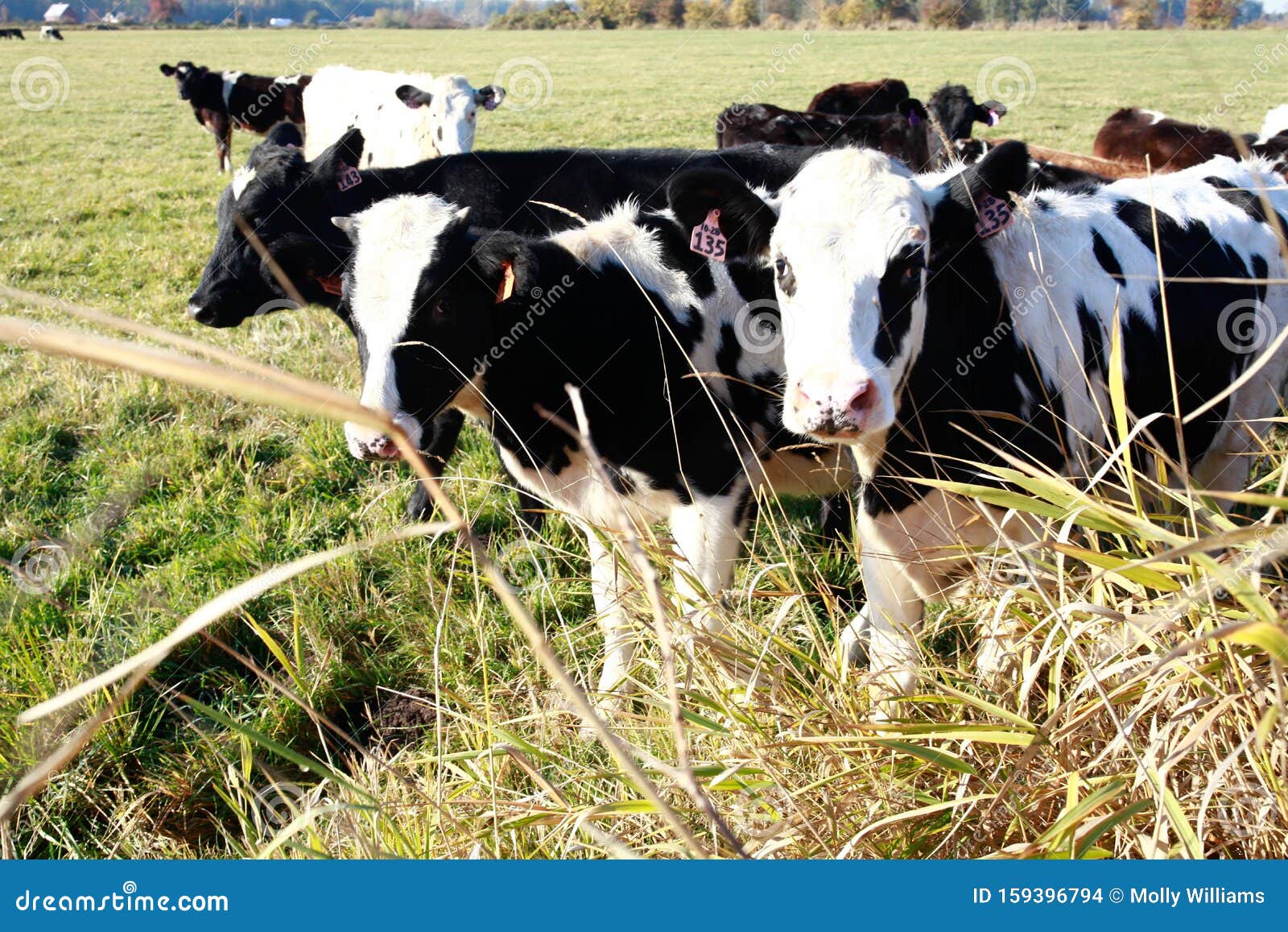 Angus beef cow in field stock photo. Image of beef, angus - 159396794